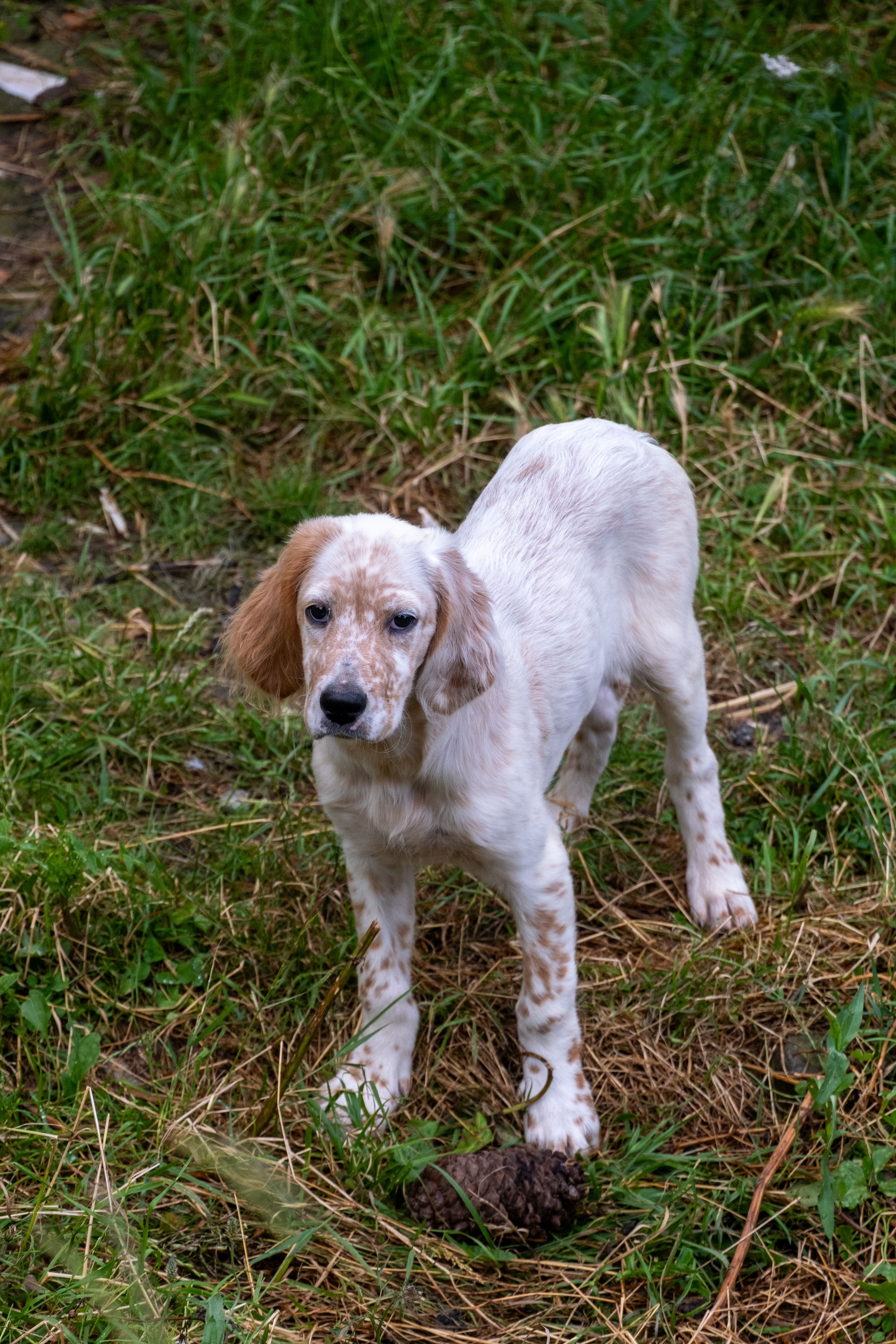 Puppy Standing in the Grass Next to a Pine Cone · Free Stock Photo