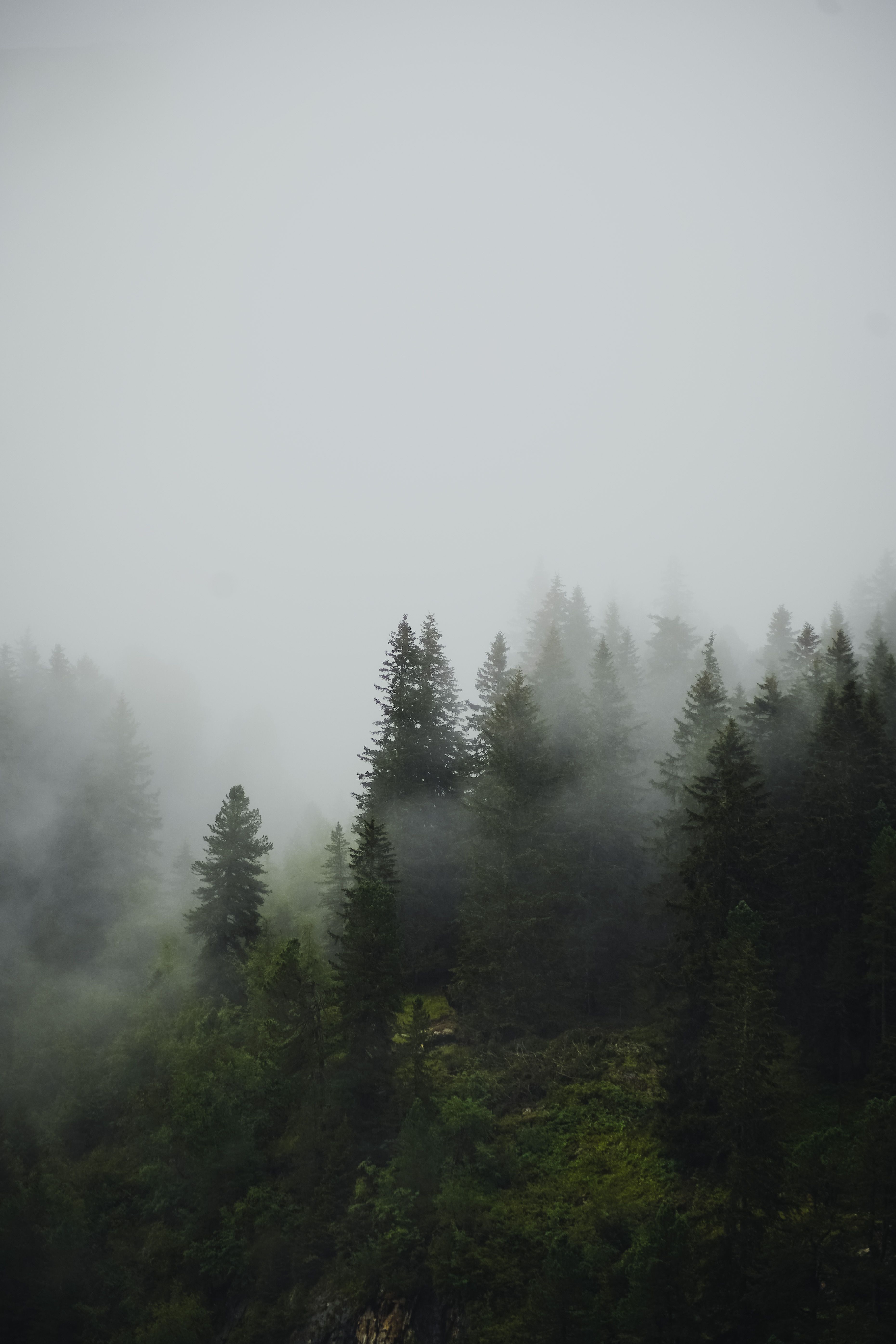 Fog over Deep Forest · Free Stock Photo