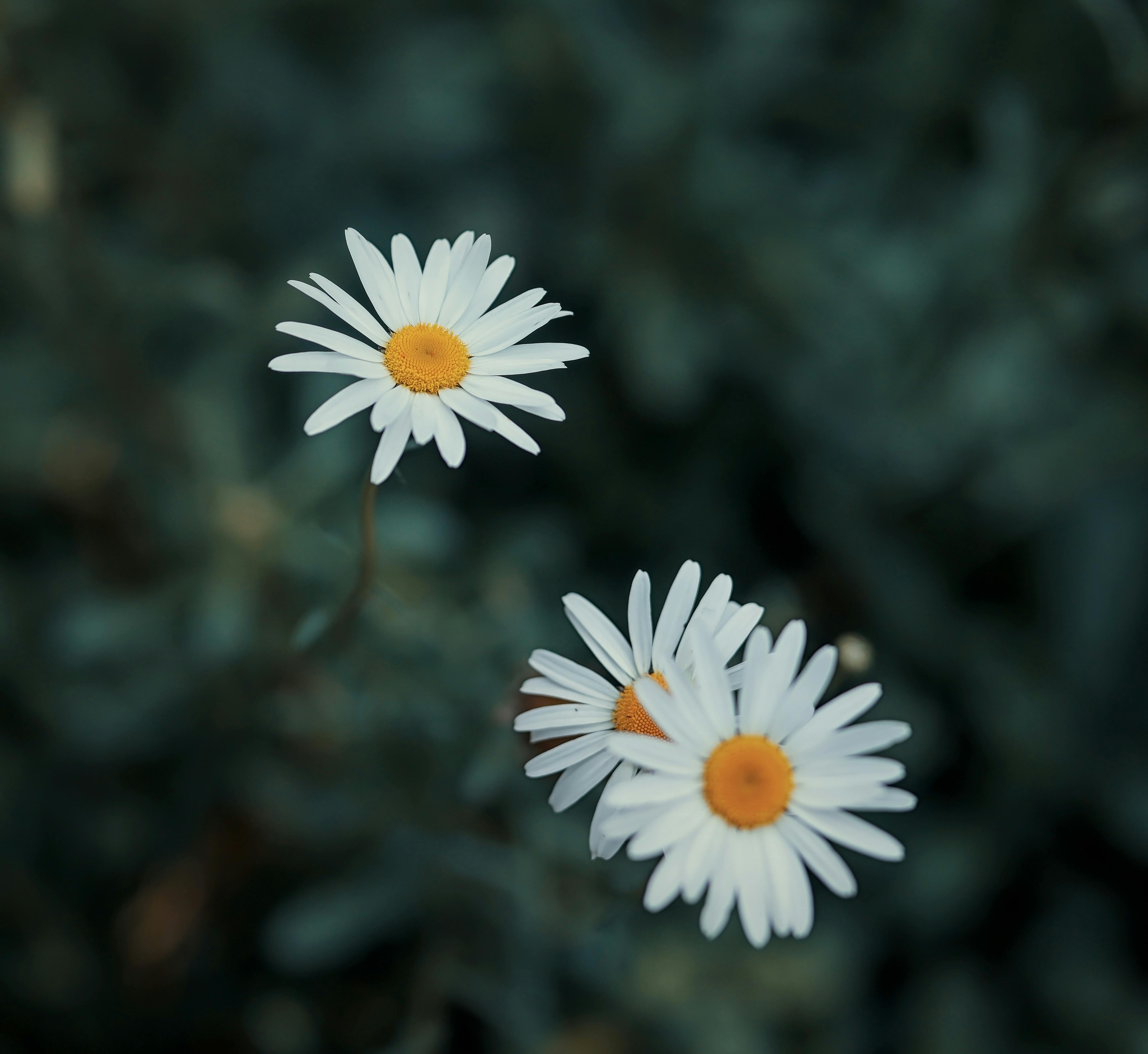 Flowers of Chamomile · Free Stock Photo
