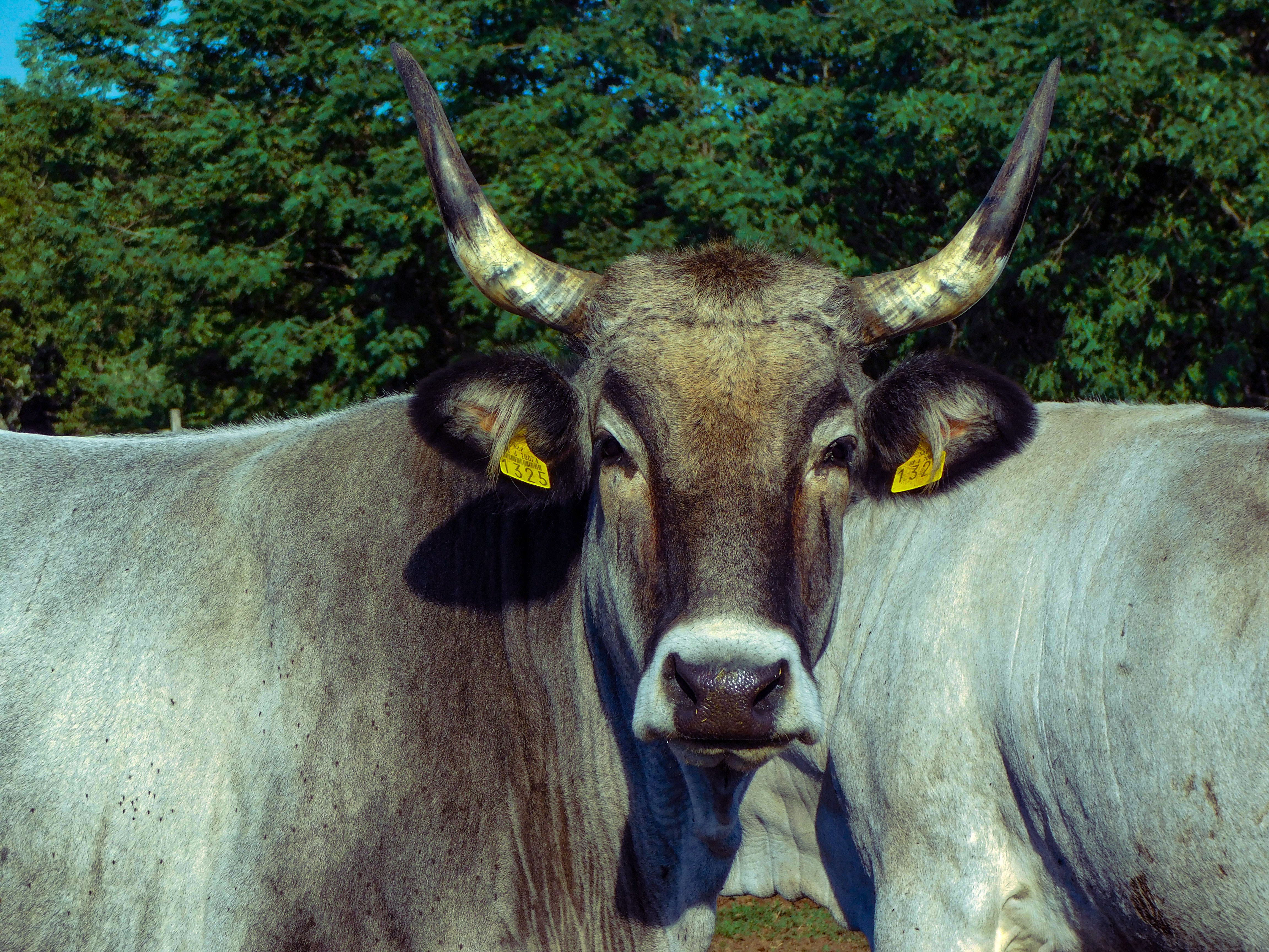 Istrian Cattle with Ear Tags · Free Stock Photo