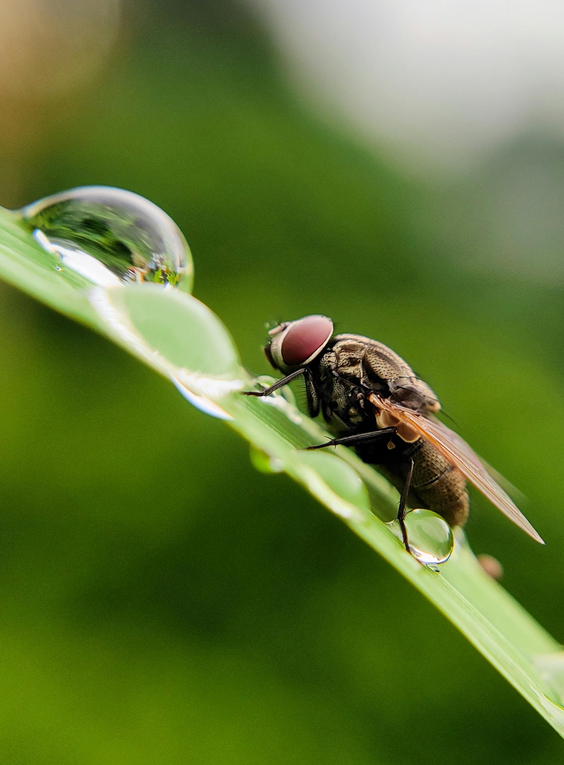 Fly on Grass in Dew · Free Stock Photo