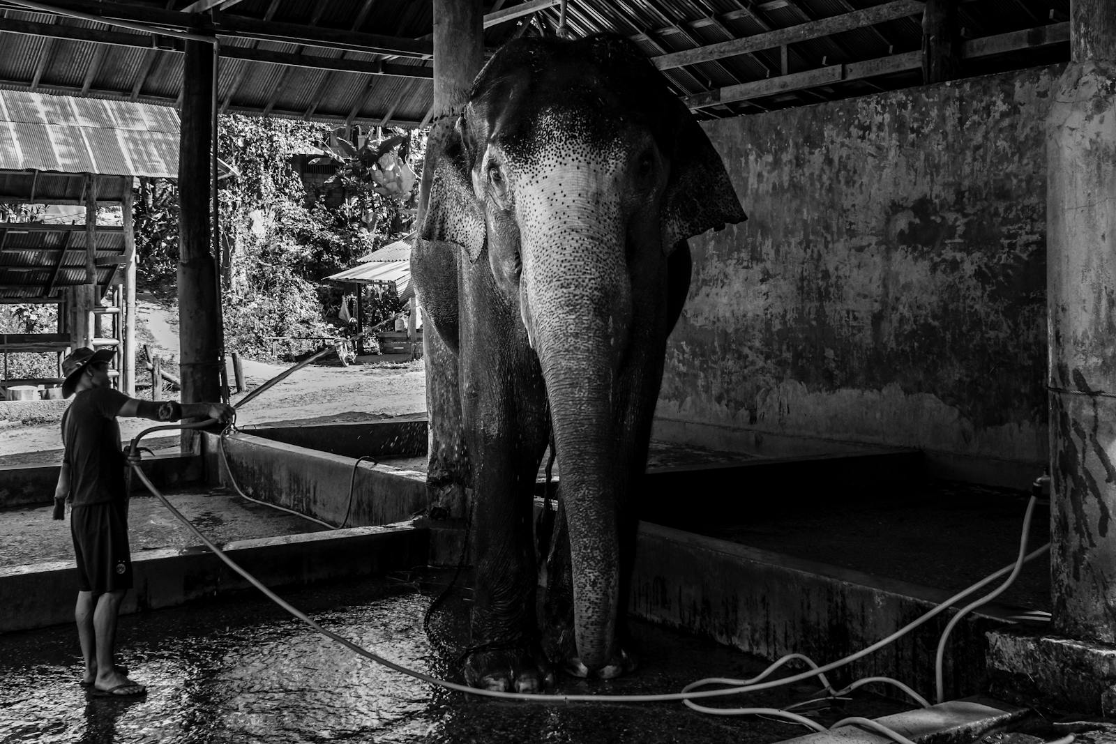 Elephant Pooping Photos, Download The BEST Free Elephant Pooping Stock ...