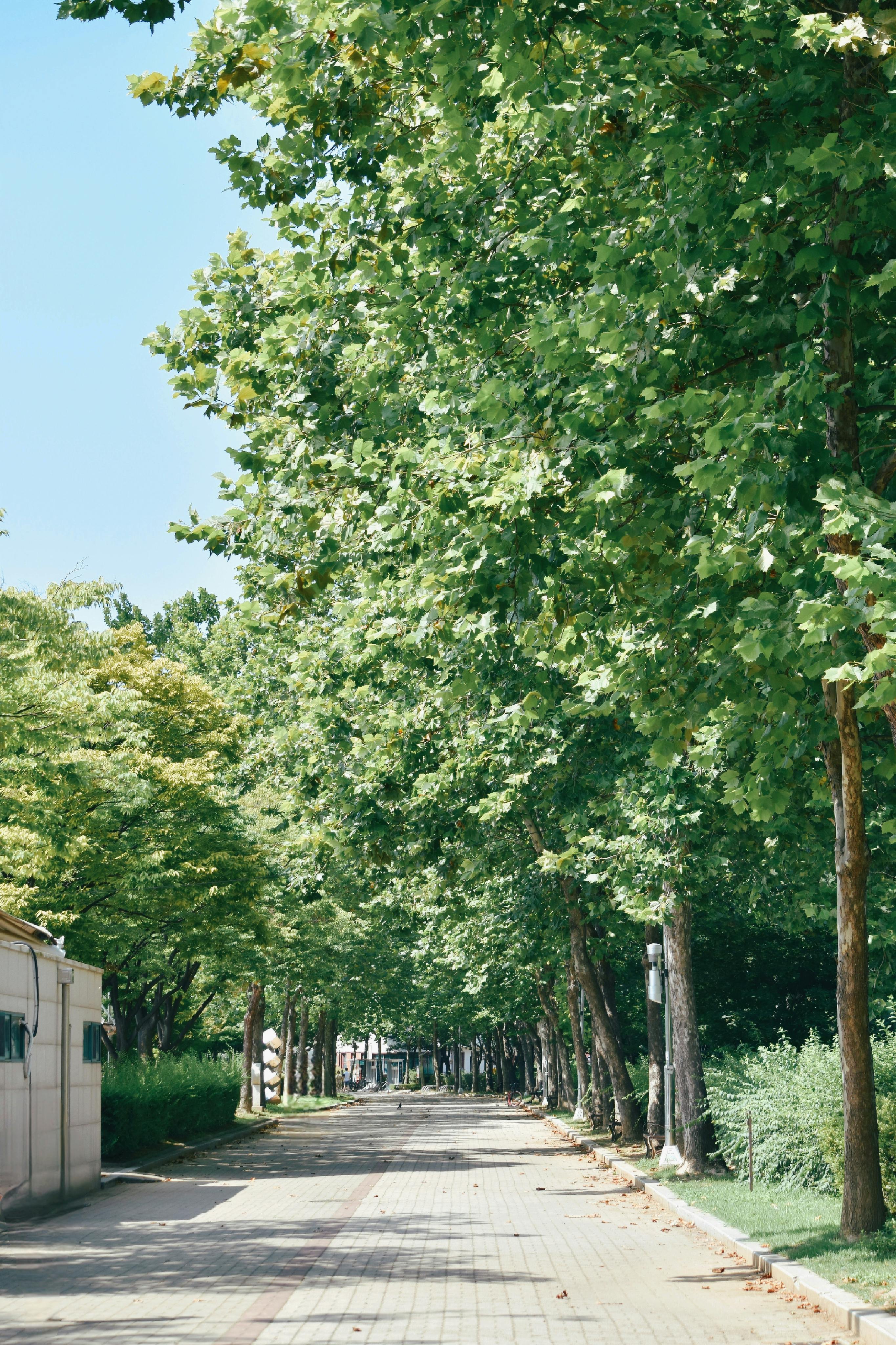 Photo of Person Walking Beside Trees · Free Stock Photo
