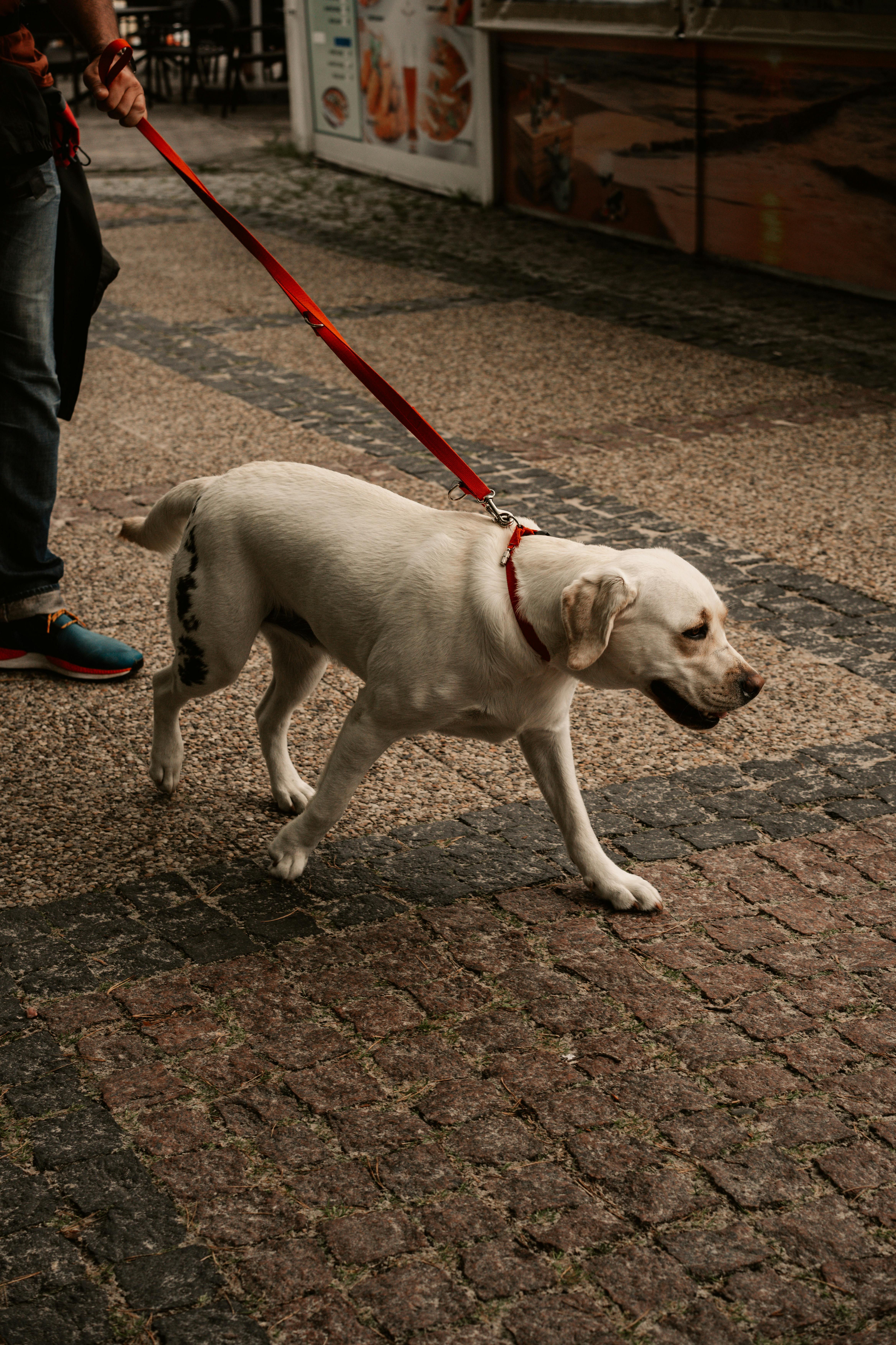 White Lab Dog Photos, Download The BEST Free White Lab Dog Stock Photos ...