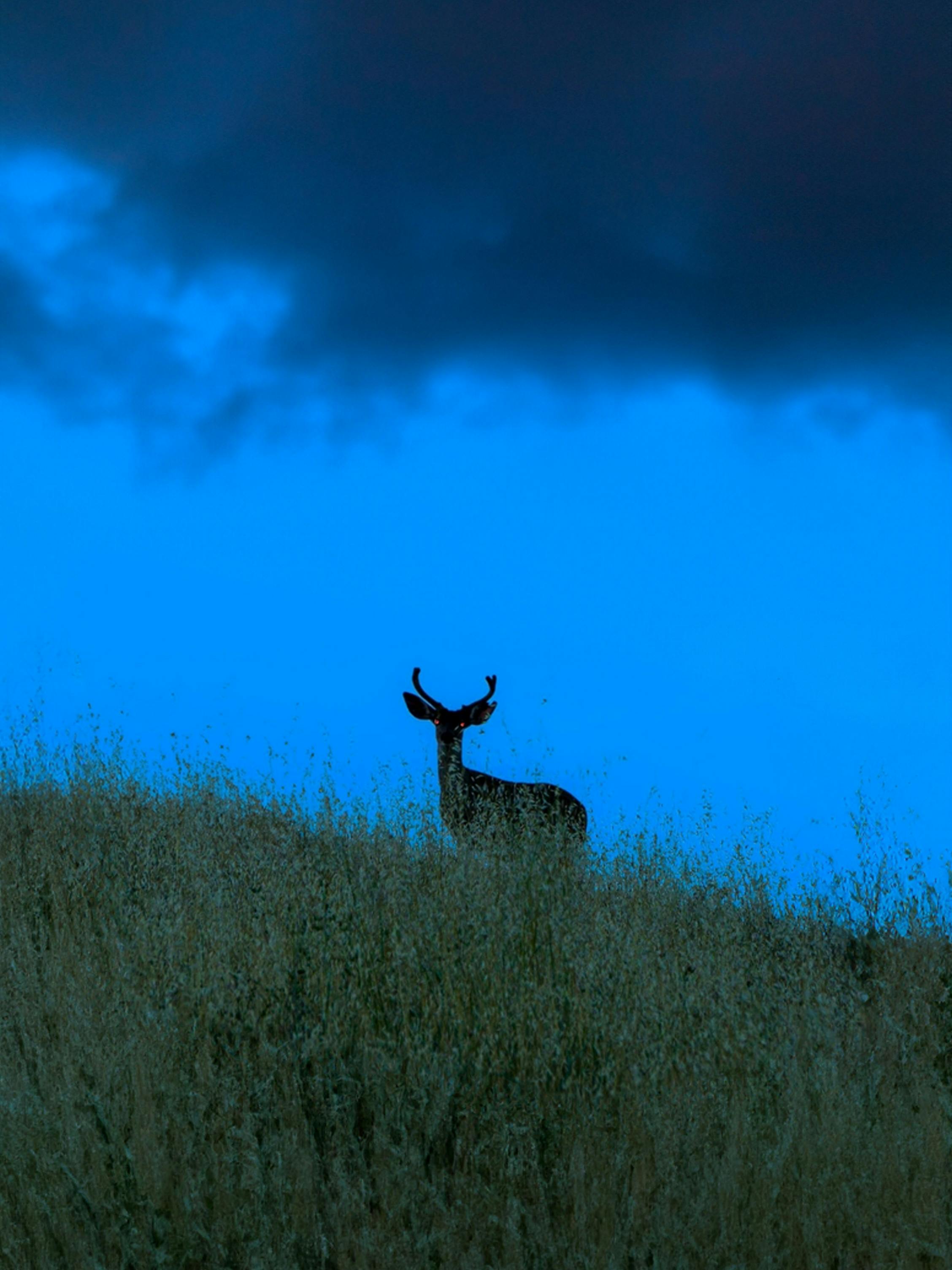 4k Stag Photos, Download The BEST Free 4k Stag Stock Photos & HD Images