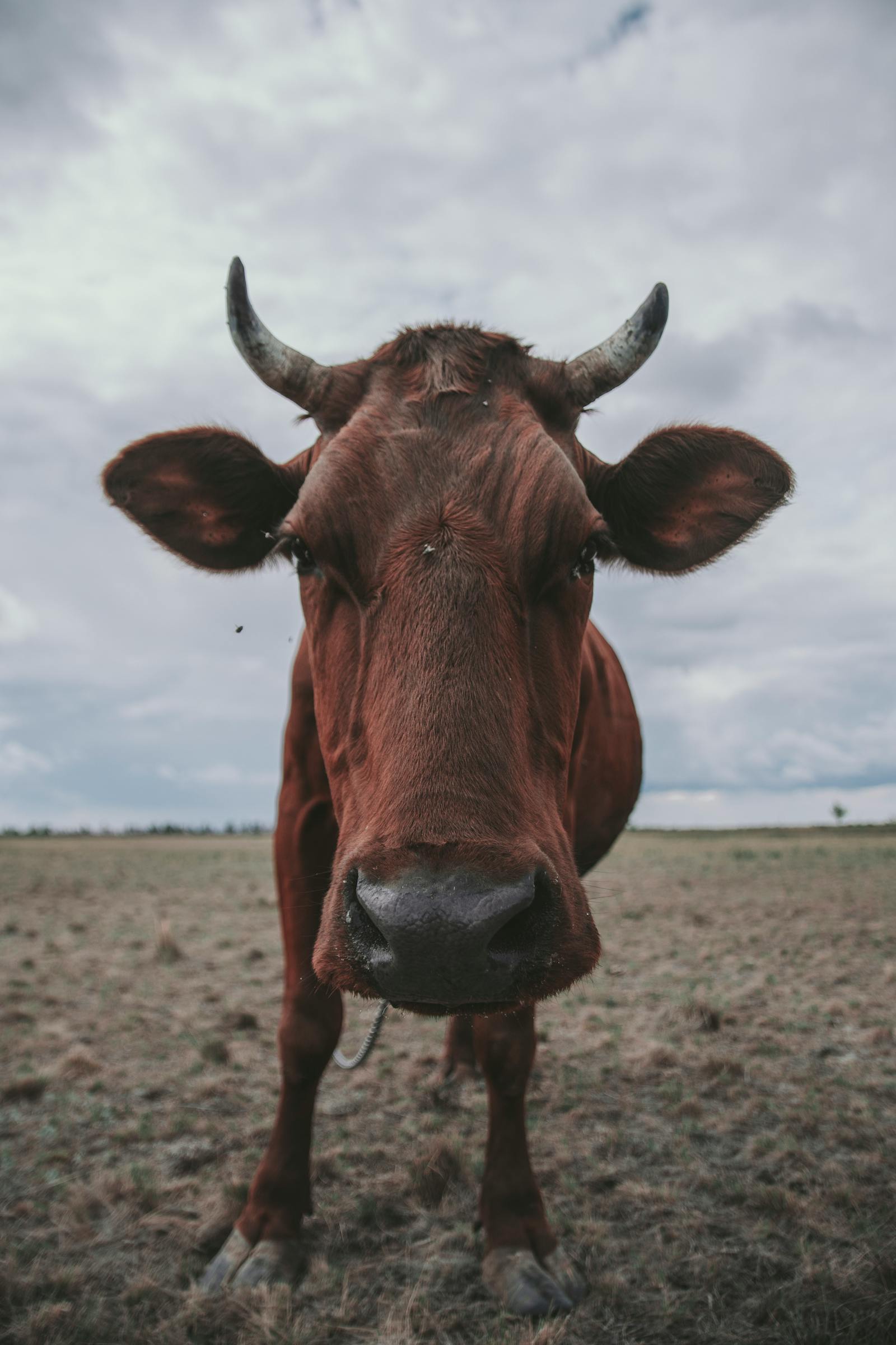 Cow Head Photos, Download The BEST Free Cow Head Stock Photos & HD Images