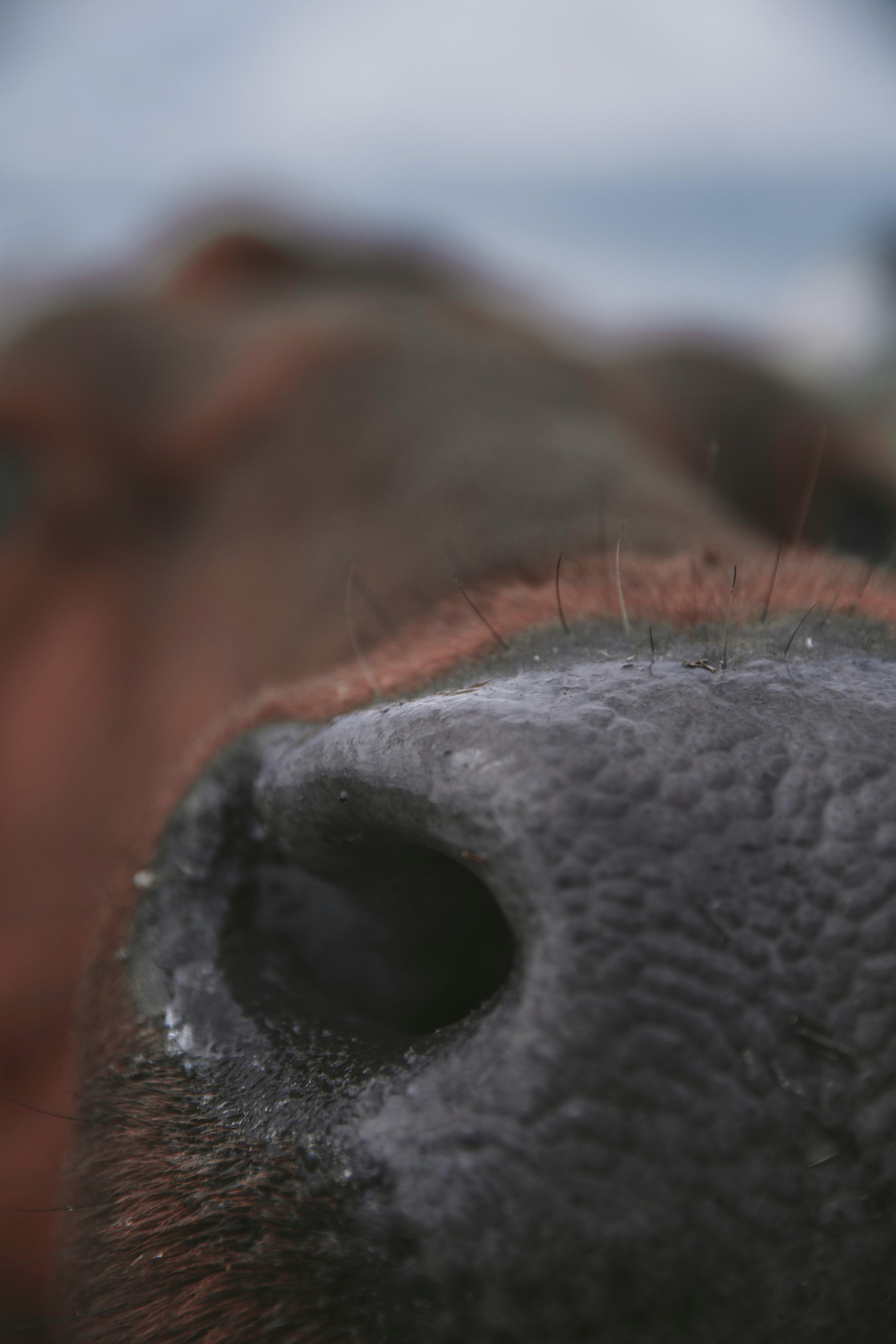 Il Two Nose Photos, Download The BEST Free Il Two Nose Stock Photos ...