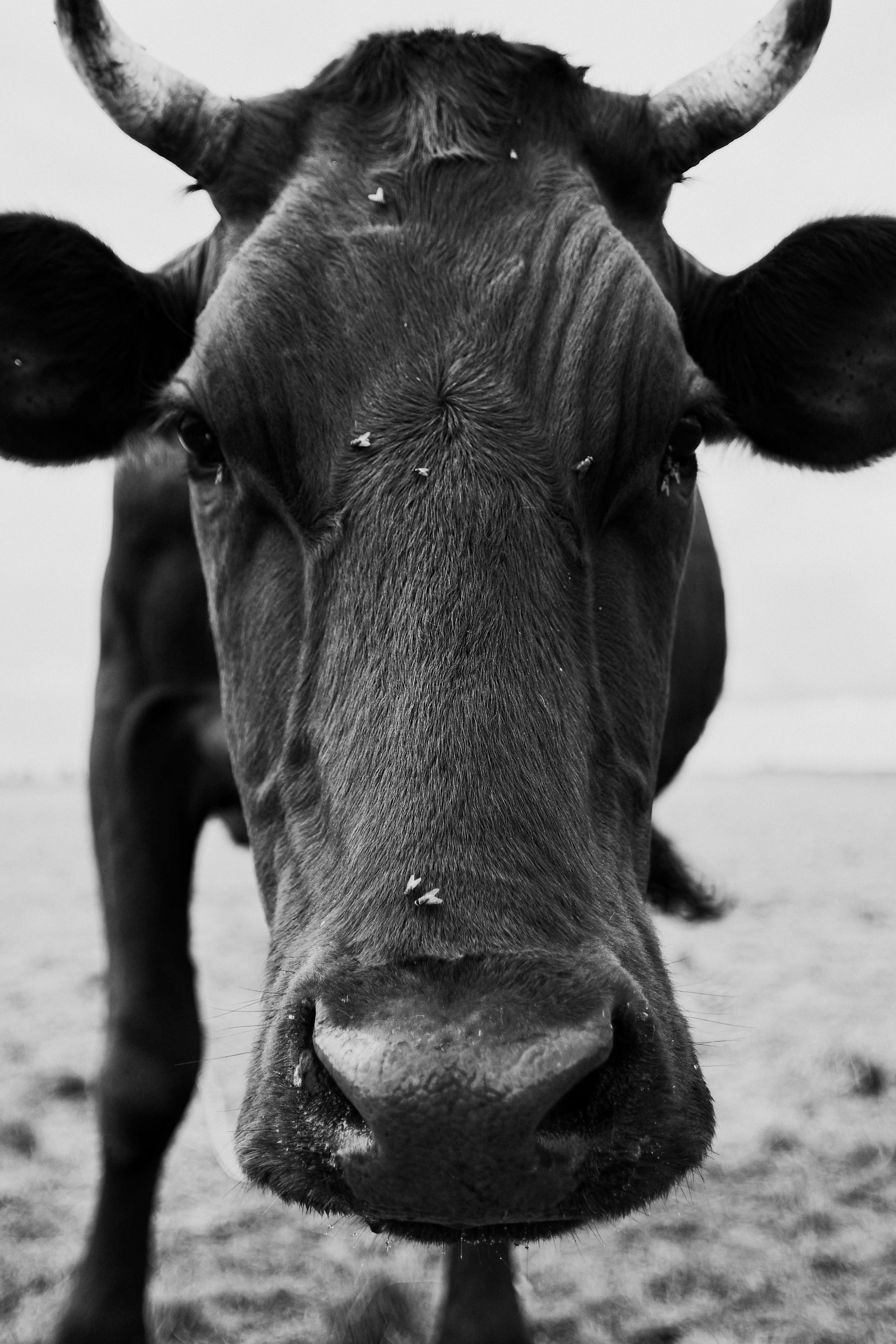 Wild Cow Photos, Download The BEST Free Wild Cow Stock Photos & HD Images