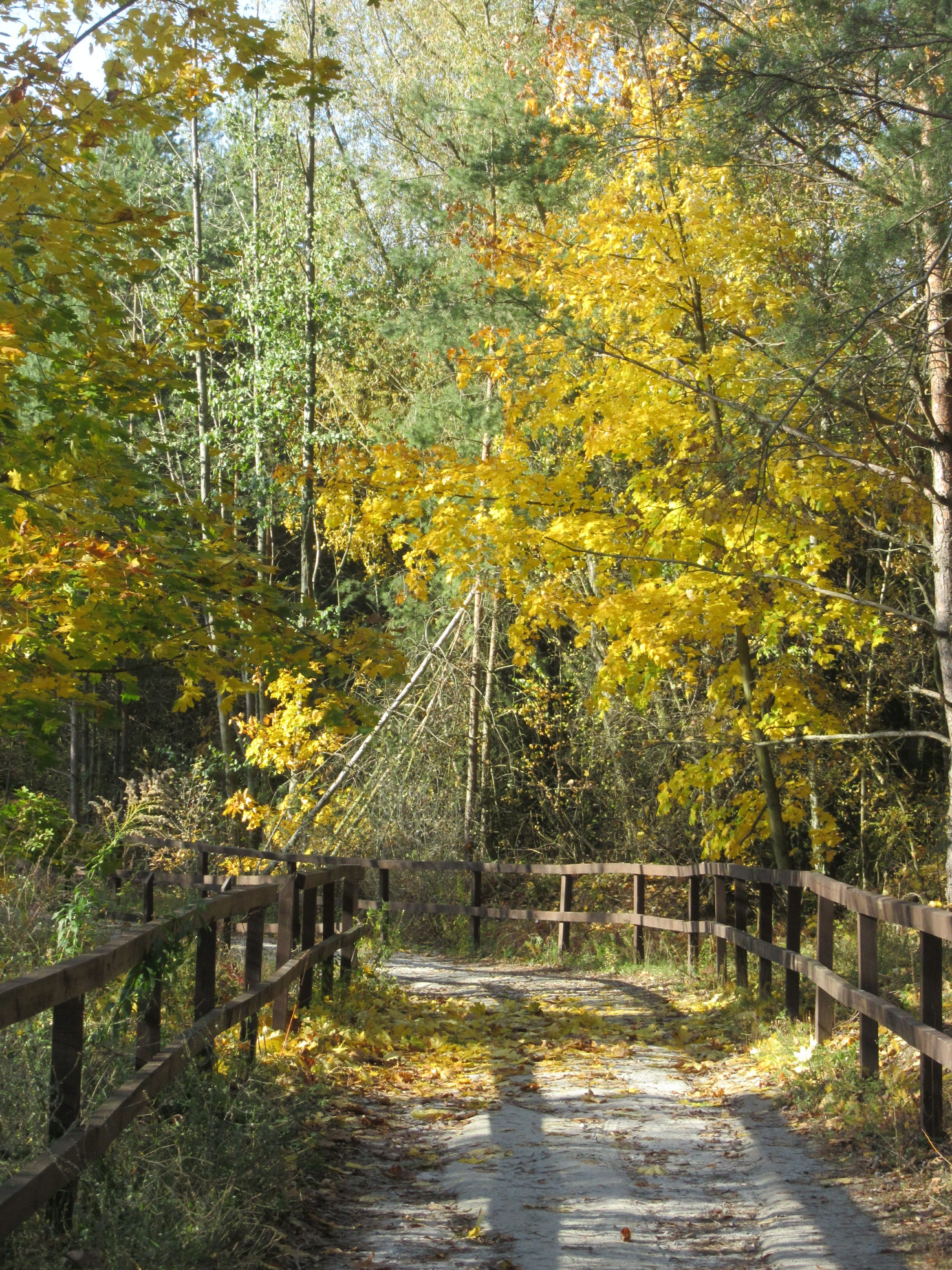 Trail through park in Autumn · Free Stock Photo