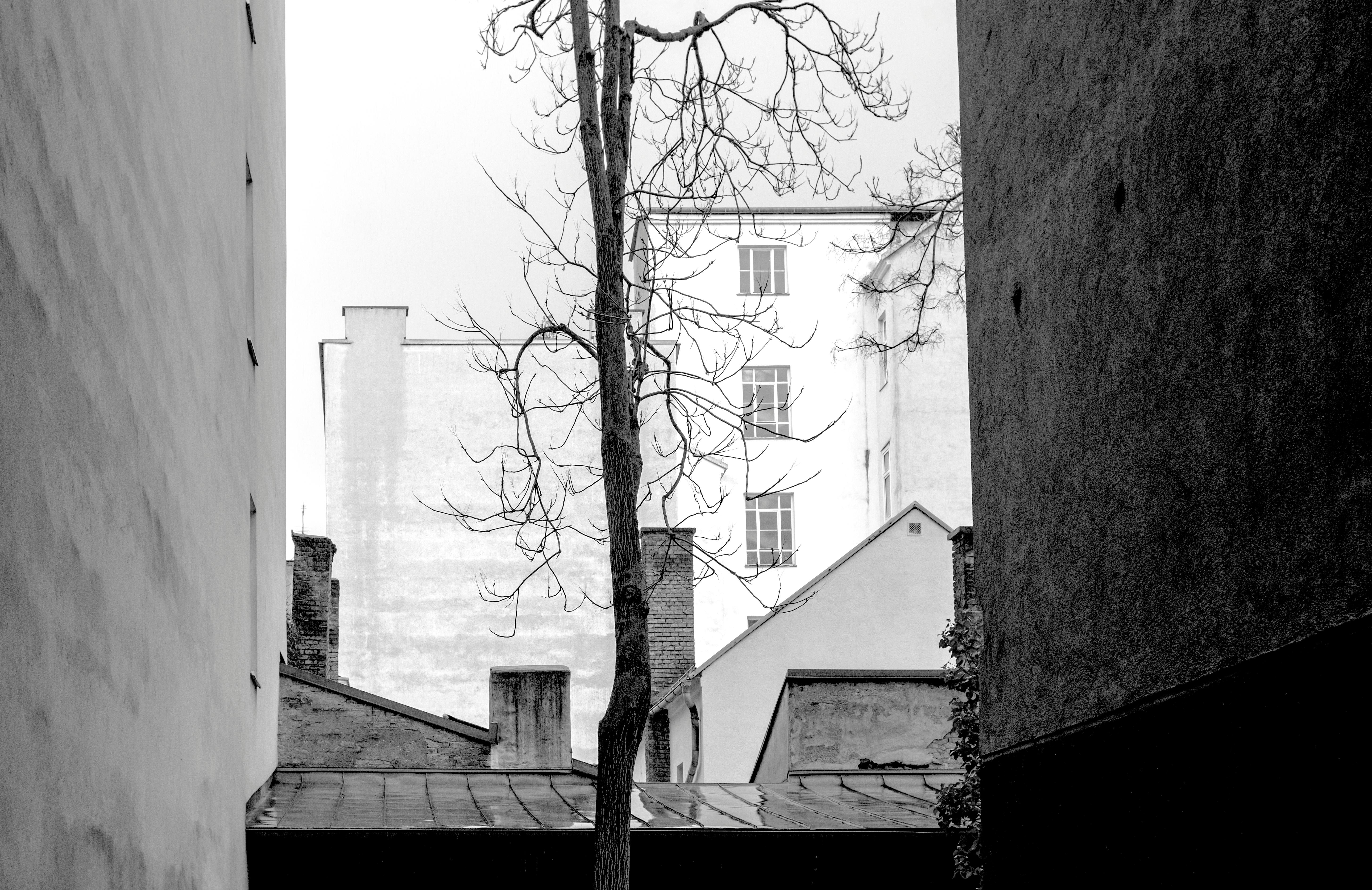 Black and White Picture of a Tree between Buildings in City · Free ...