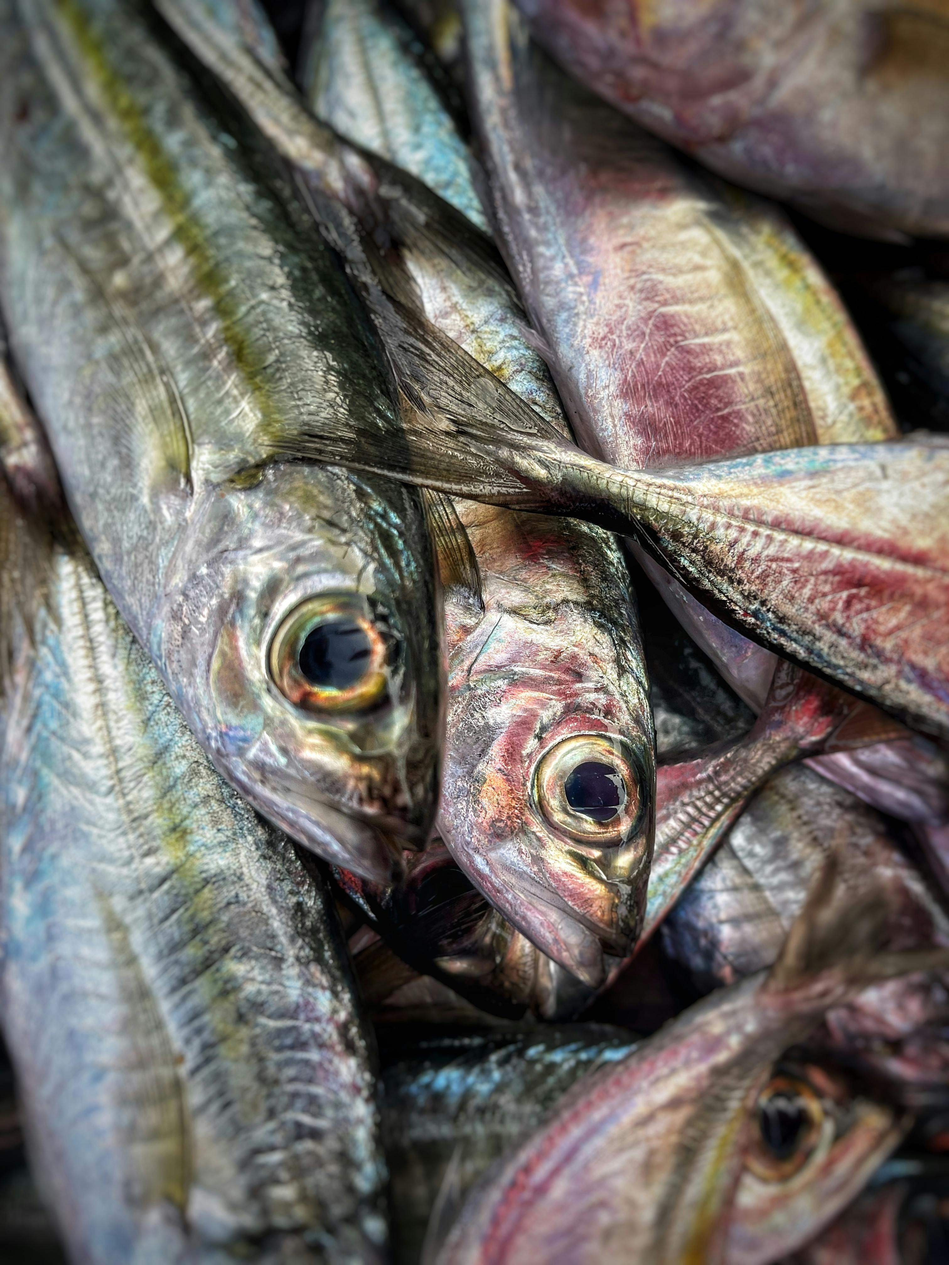 Pile of Fish · Free Stock Photo