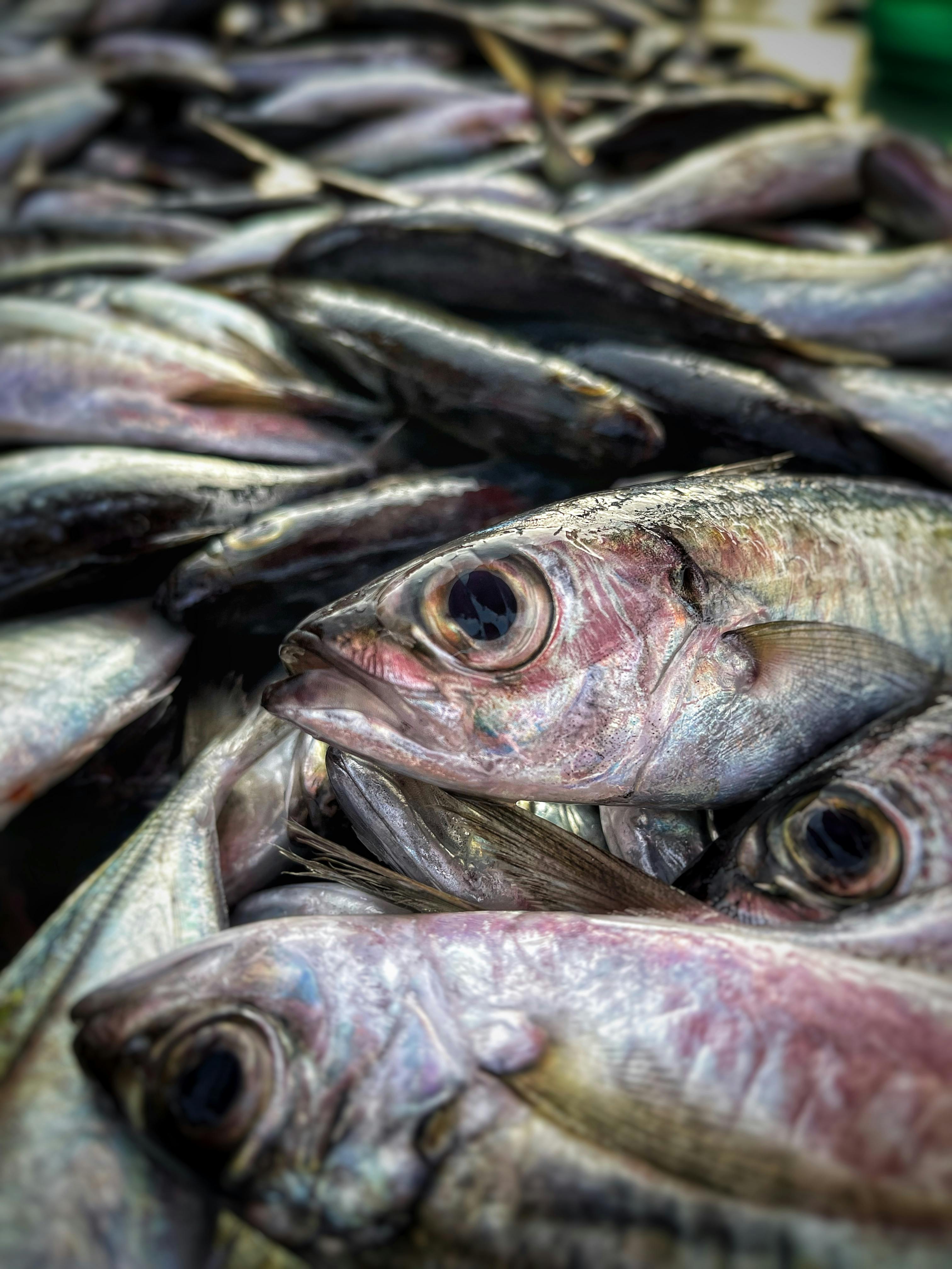 Fish Catch · Free Stock Photo