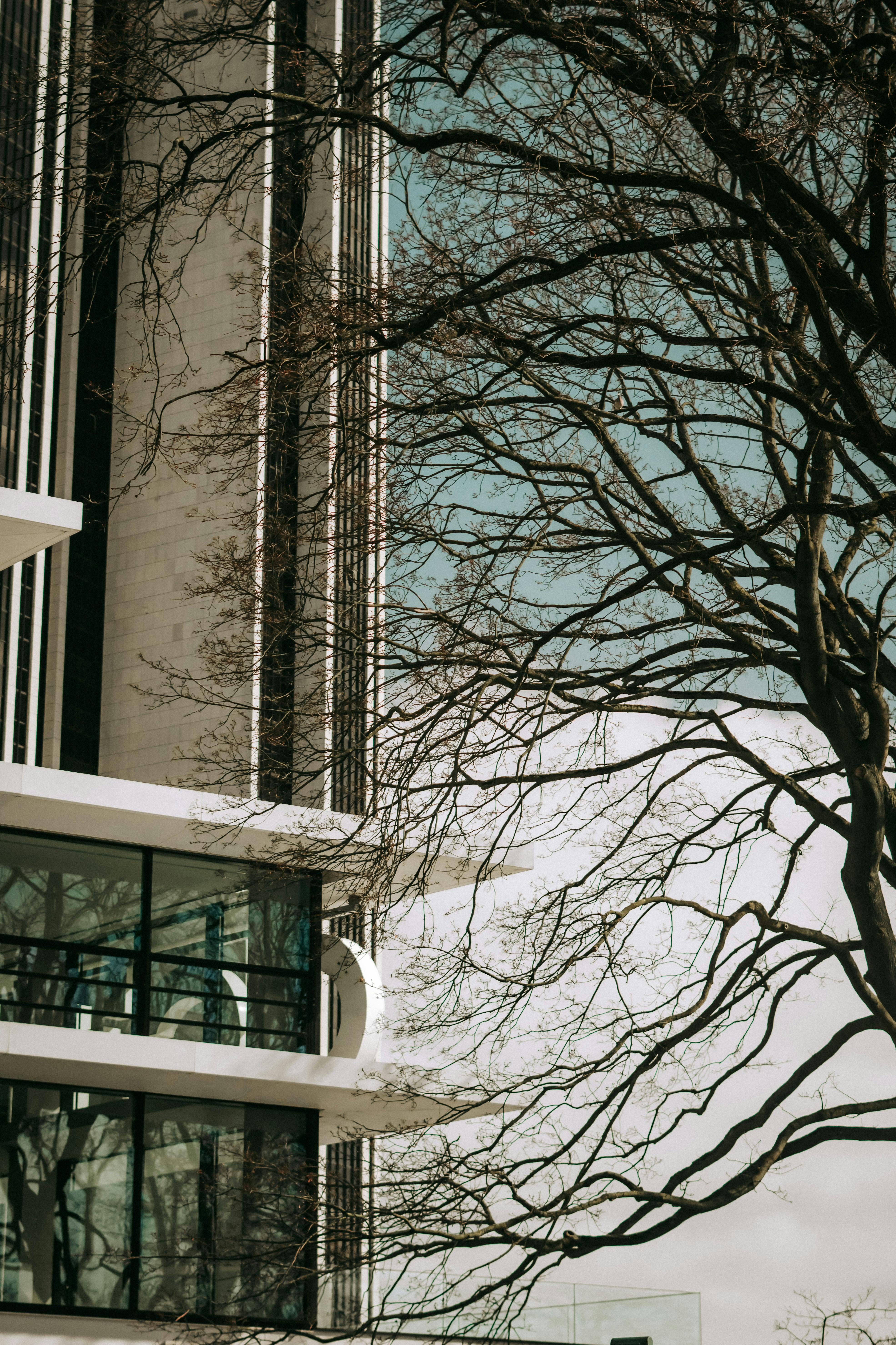 Tree Branches and a Modern Building Facade · Free Stock Photo