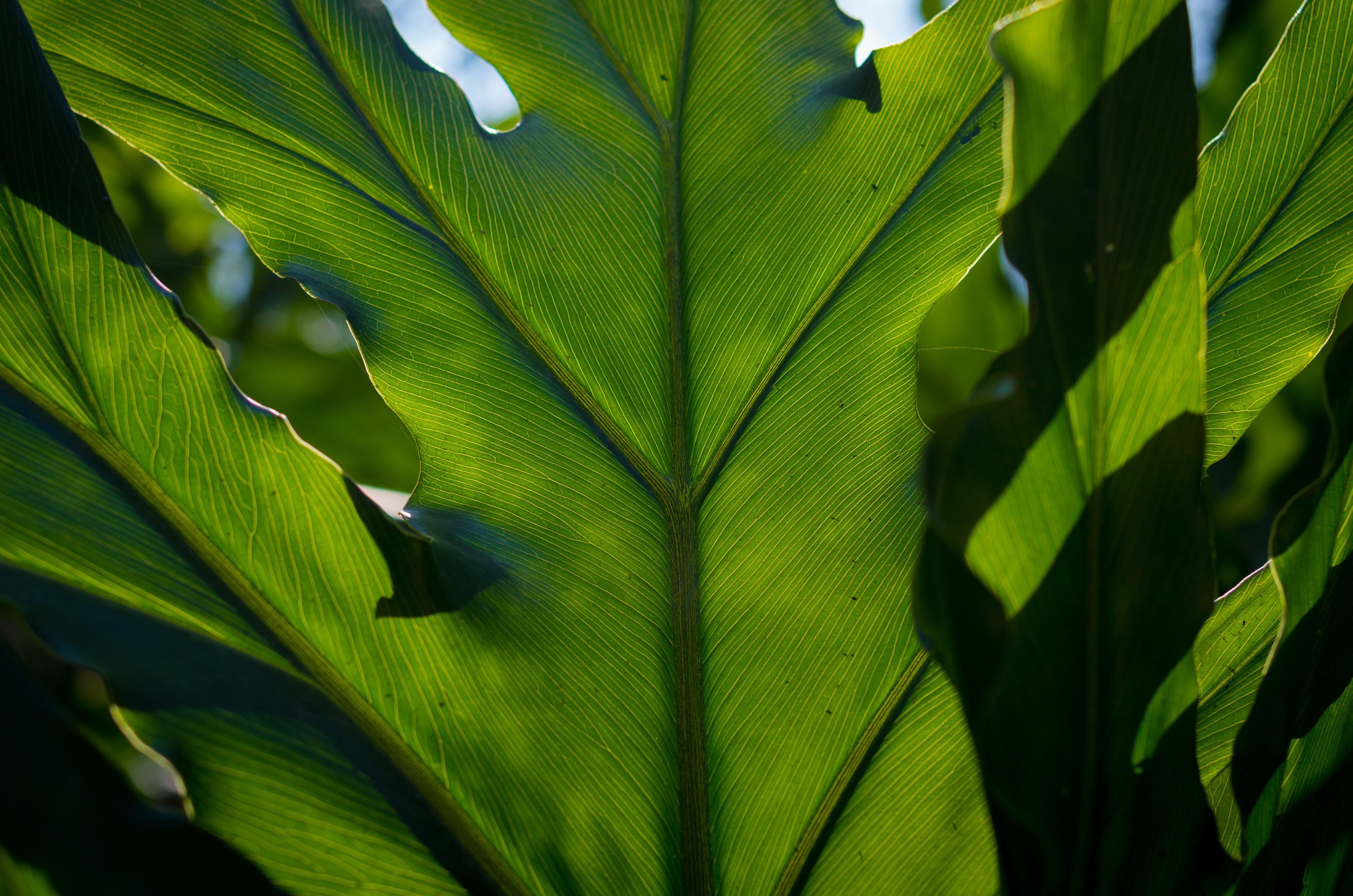 Sublateral Photos, Download The BEST Free Sublateral Stock Photos & HD ...