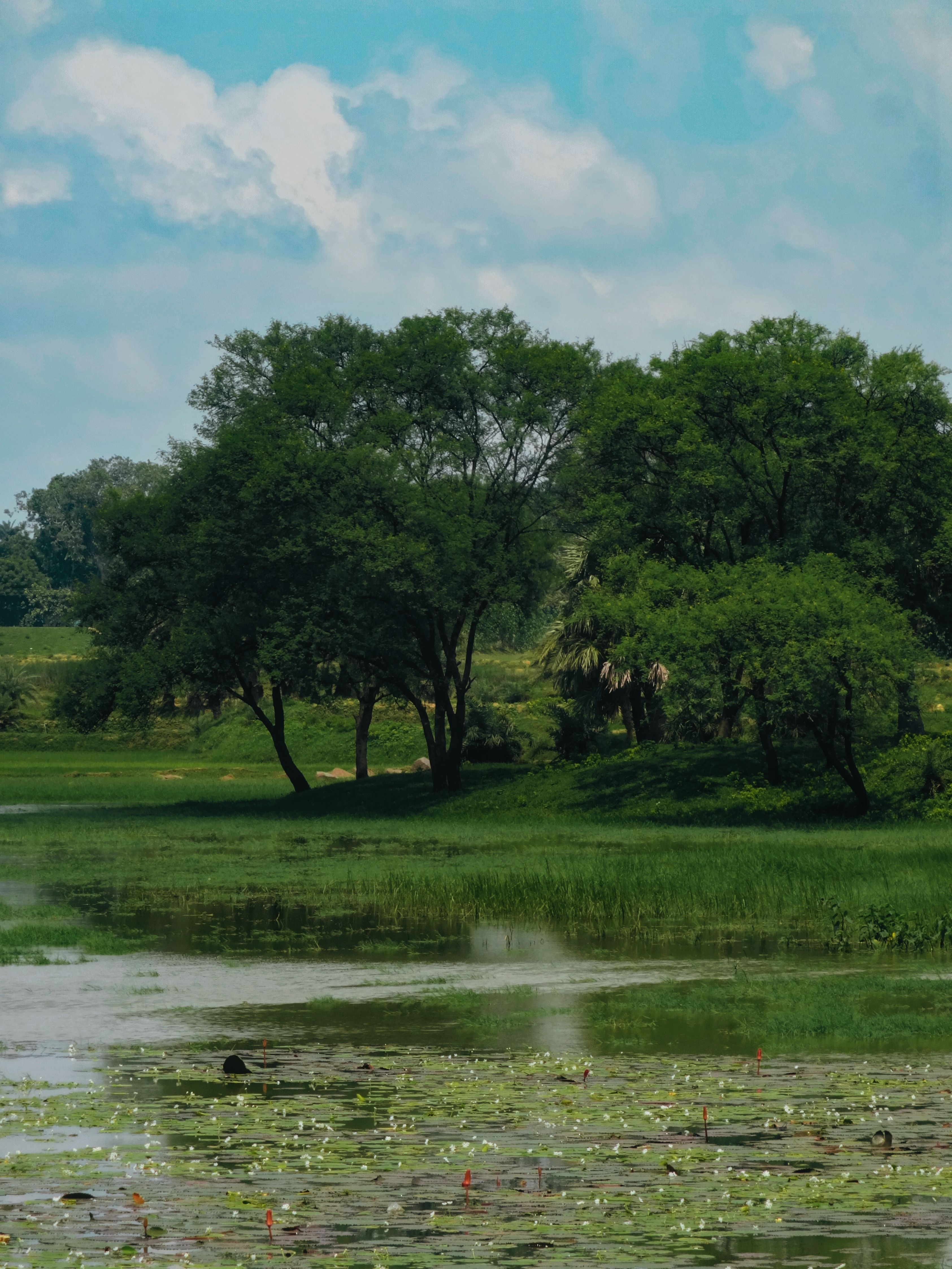 Rushes and Trees around River · Free Stock Photo