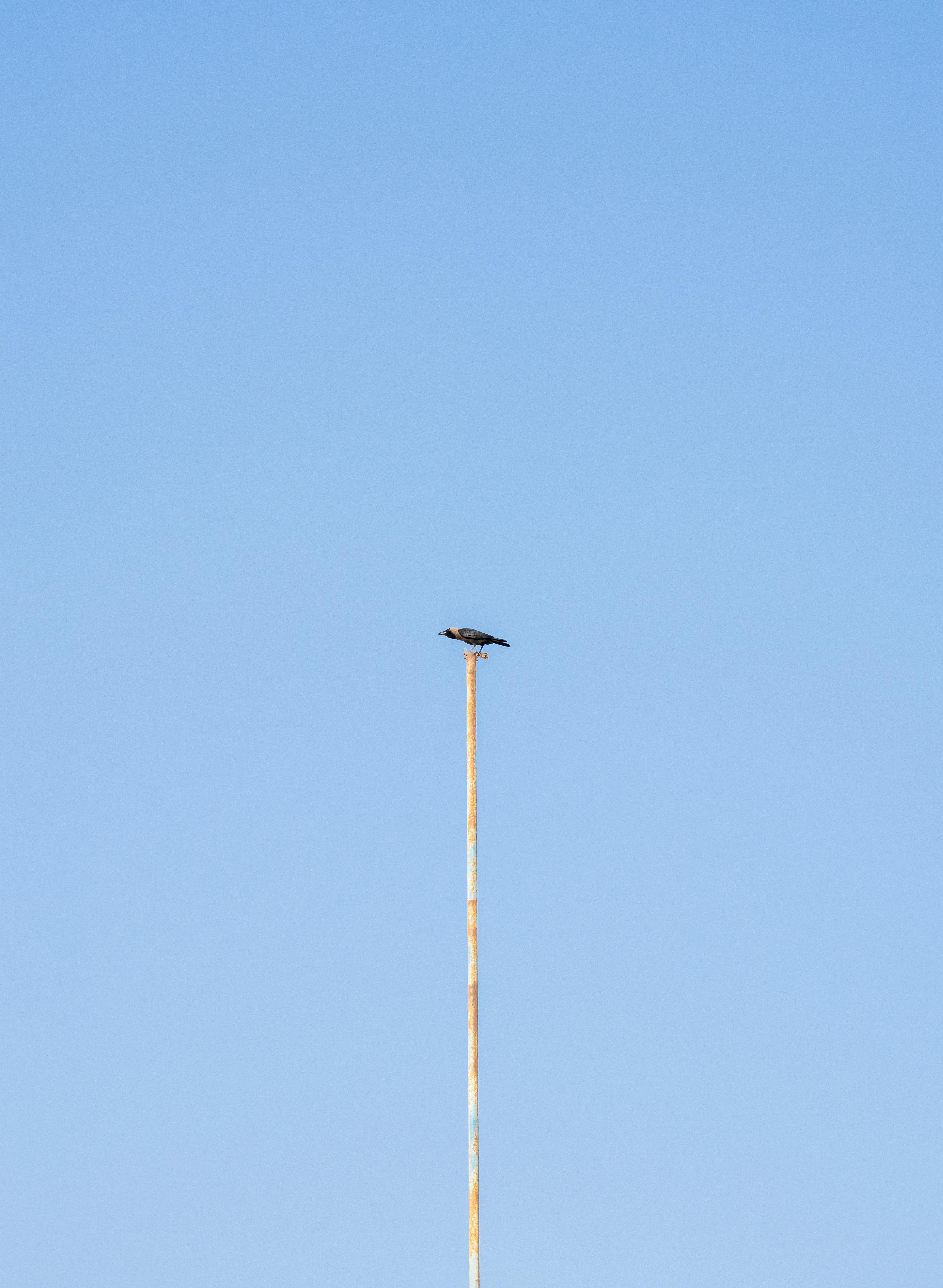 Bird Pijan 3d Wallpaper Photos, Download The BEST Free Bird Pijan 3d ...