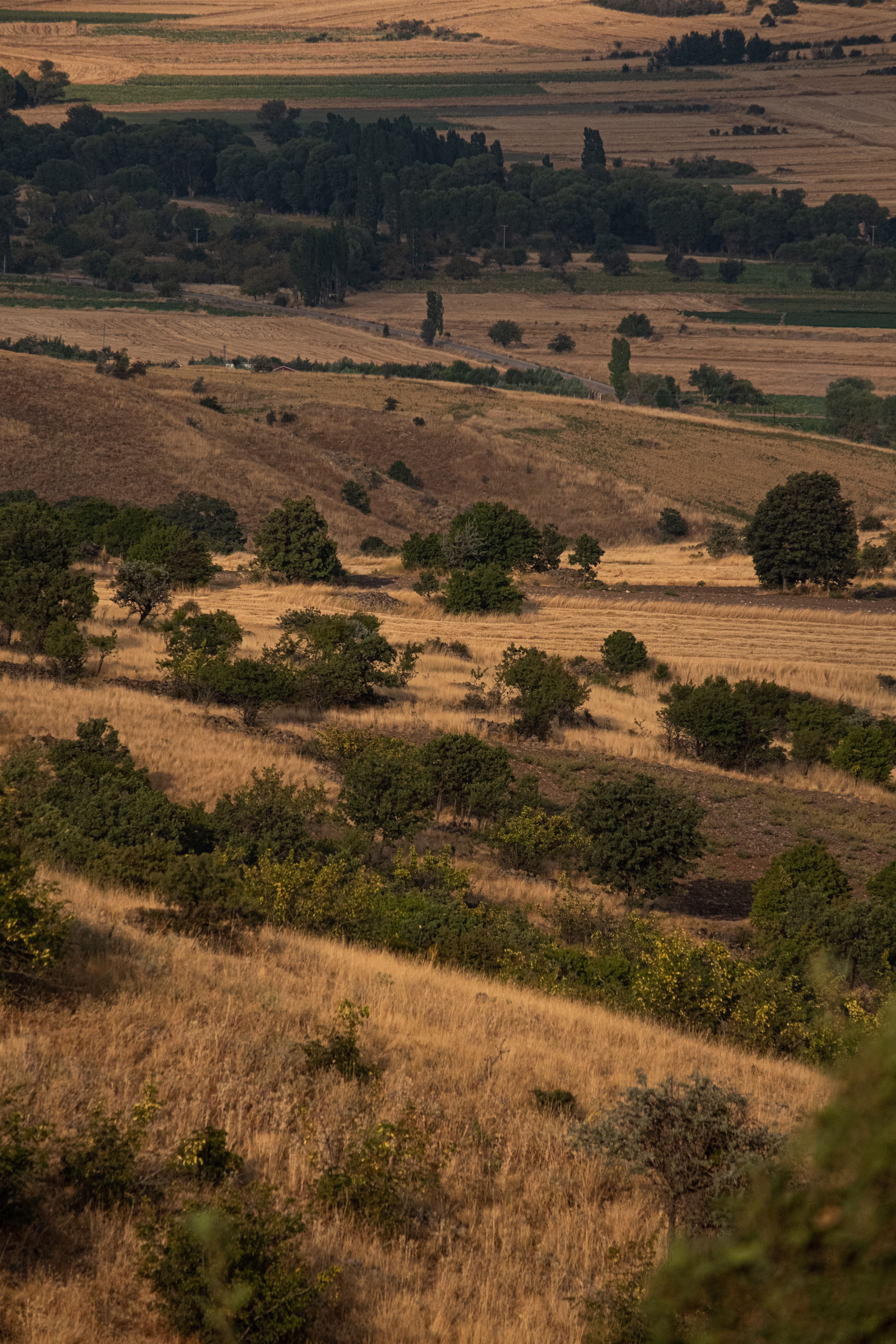 Fields on the Hillside · Free Stock Photo