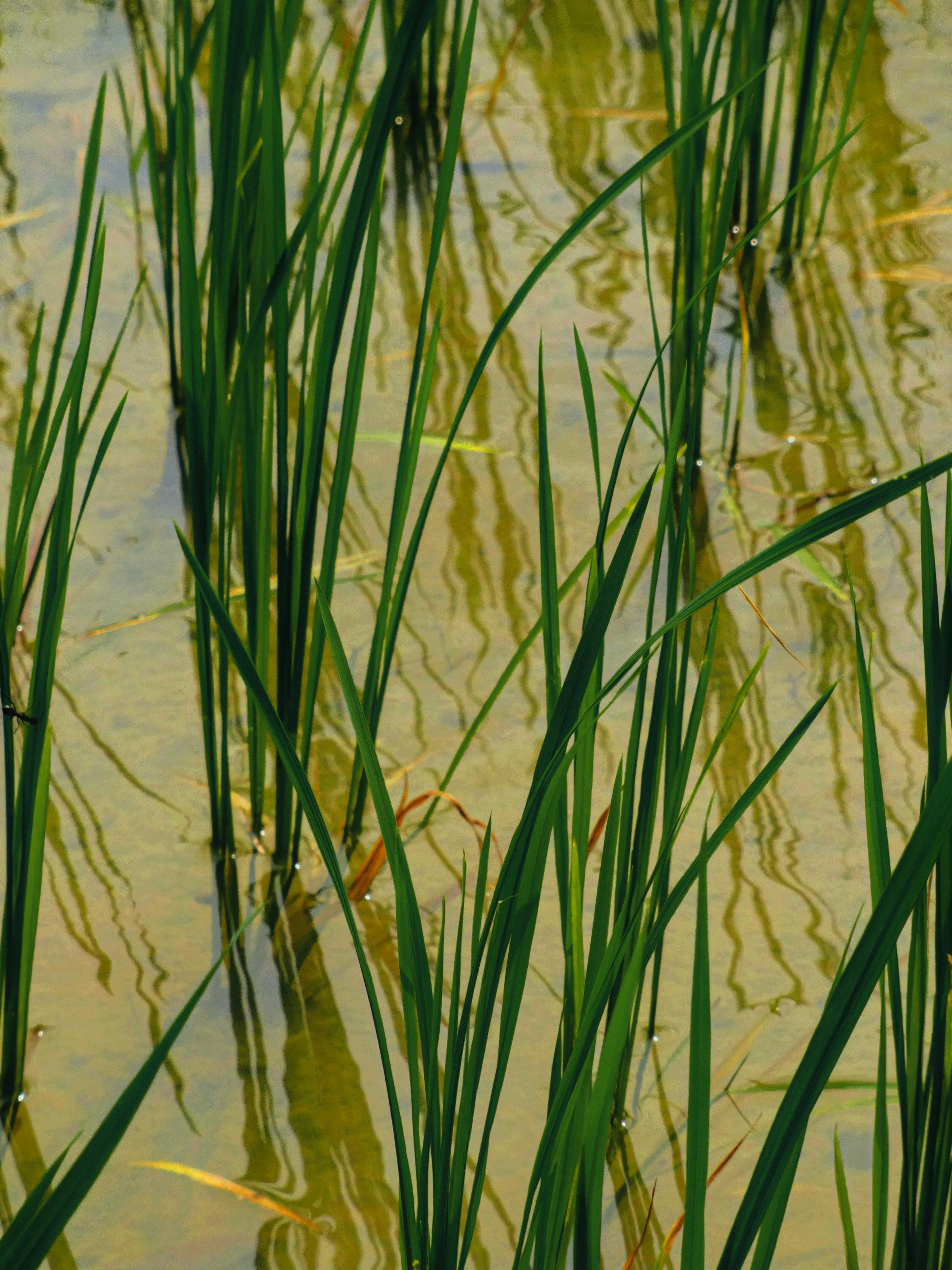 Blades of Rice Sticking out Above the Water in the Field · Free Stock Photo