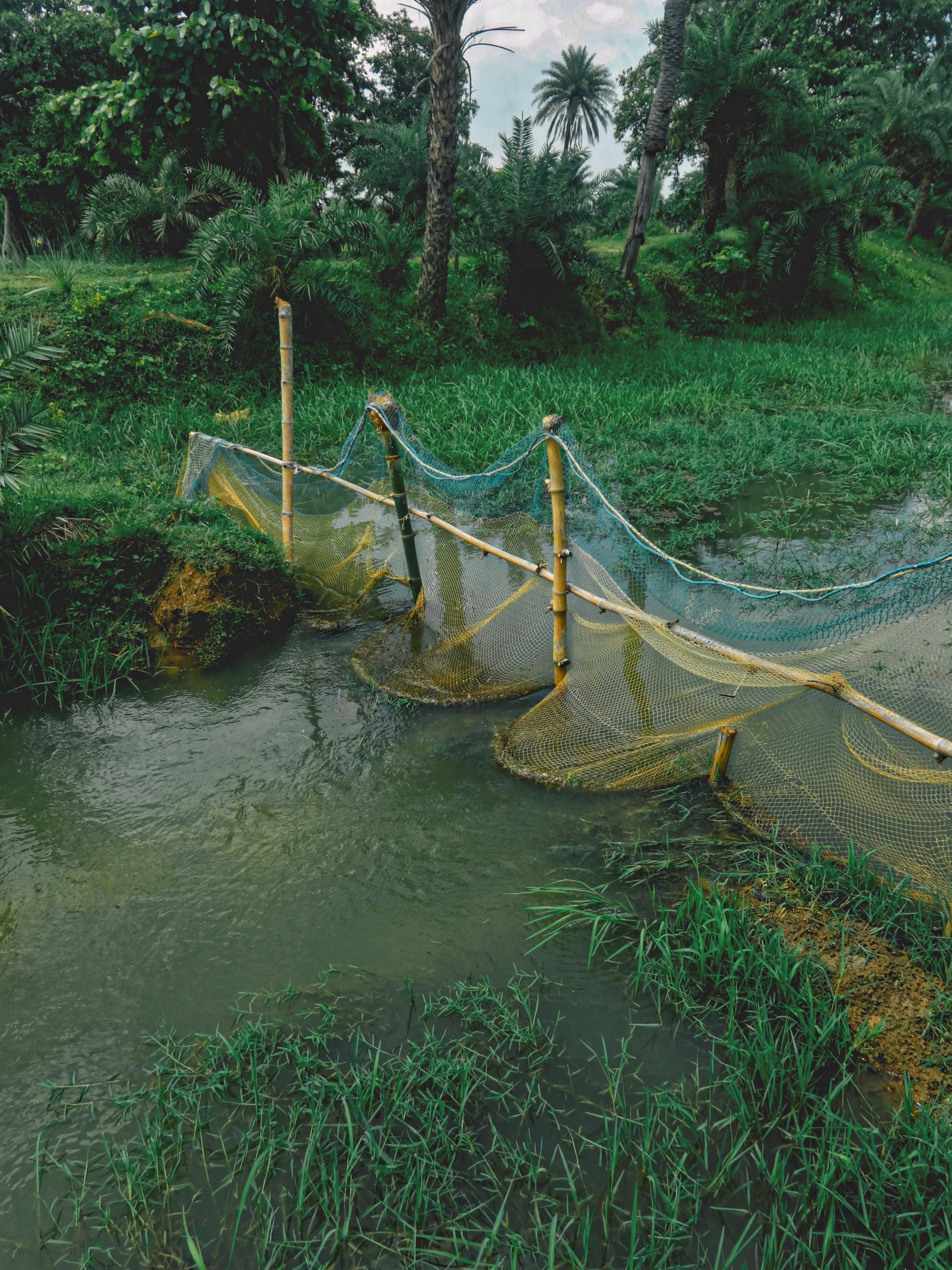 Green Wilderness and Fishing Nets in a Swamp · Free Stock Photo