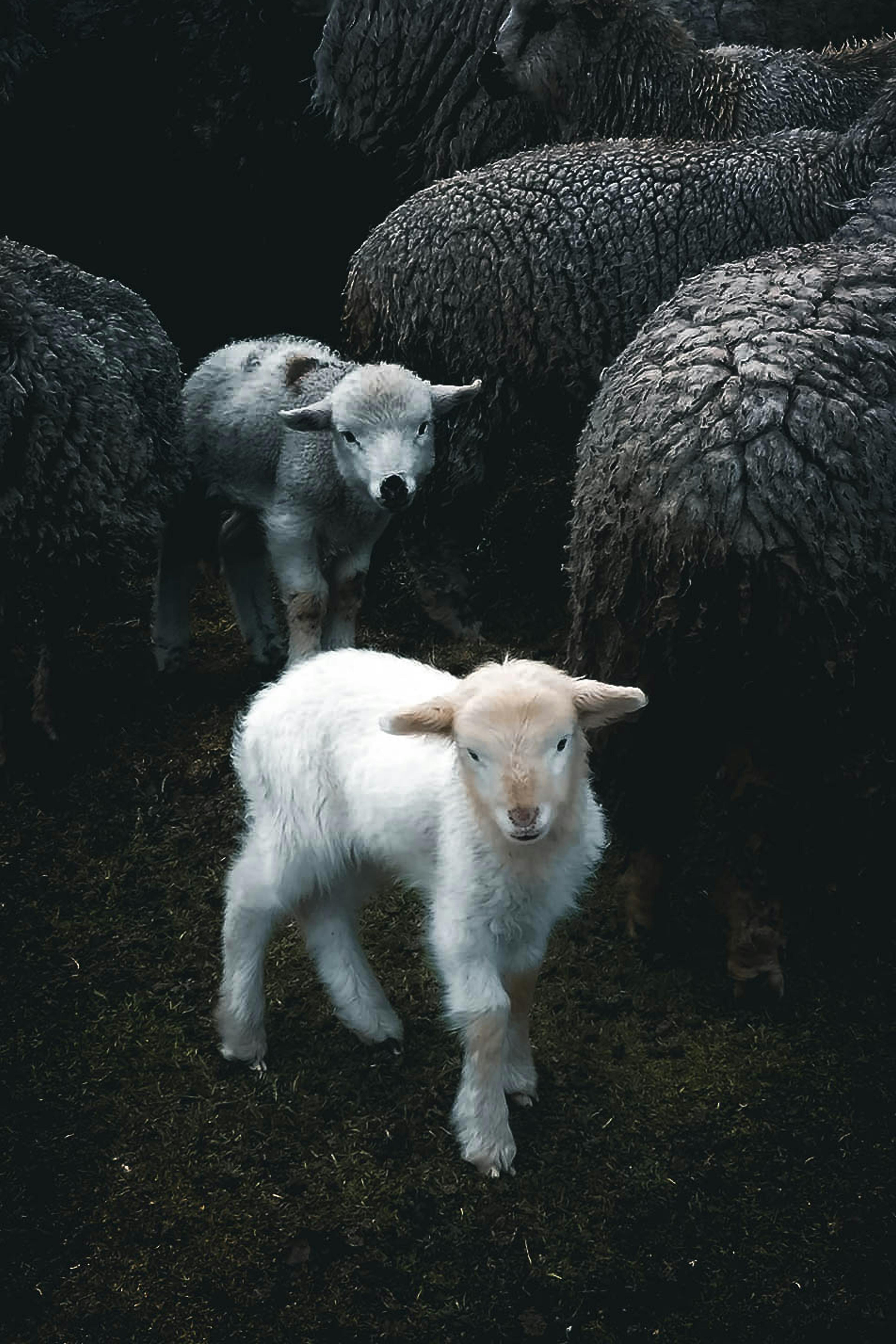 White Coated Lamb · Free Stock Photo