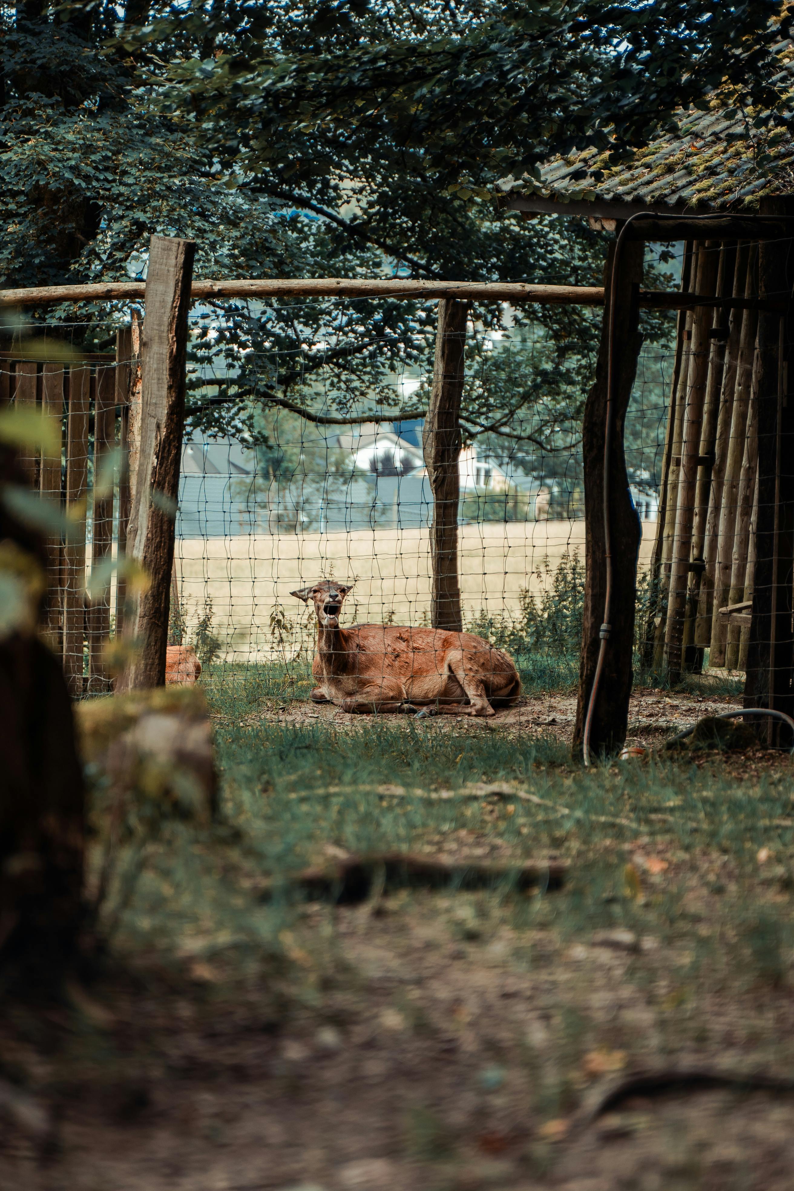 A Deer in an Enclosure in a Park · Free Stock Photo