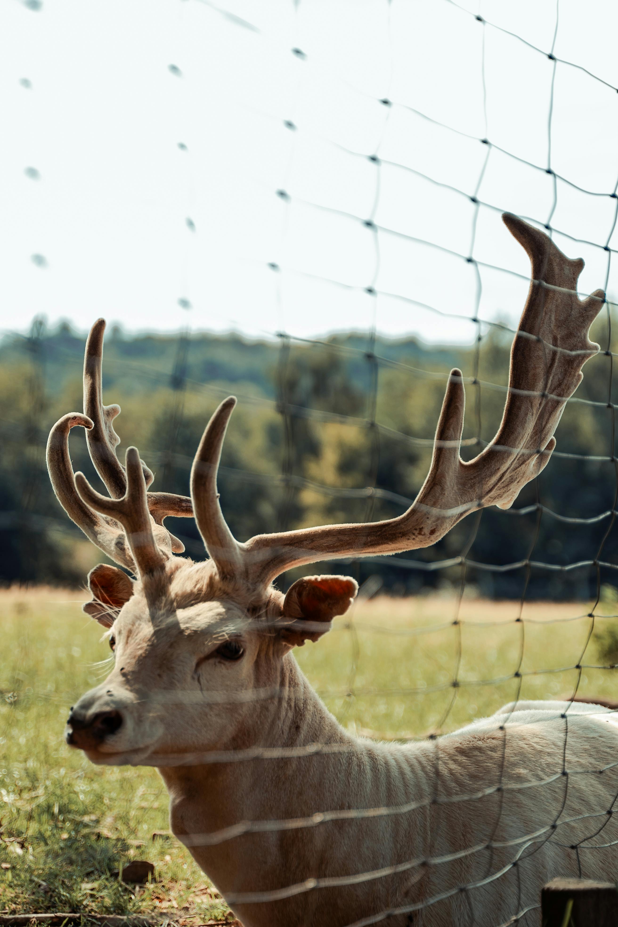 A Deer behind a Fence in the Countryside · Free Stock Photo