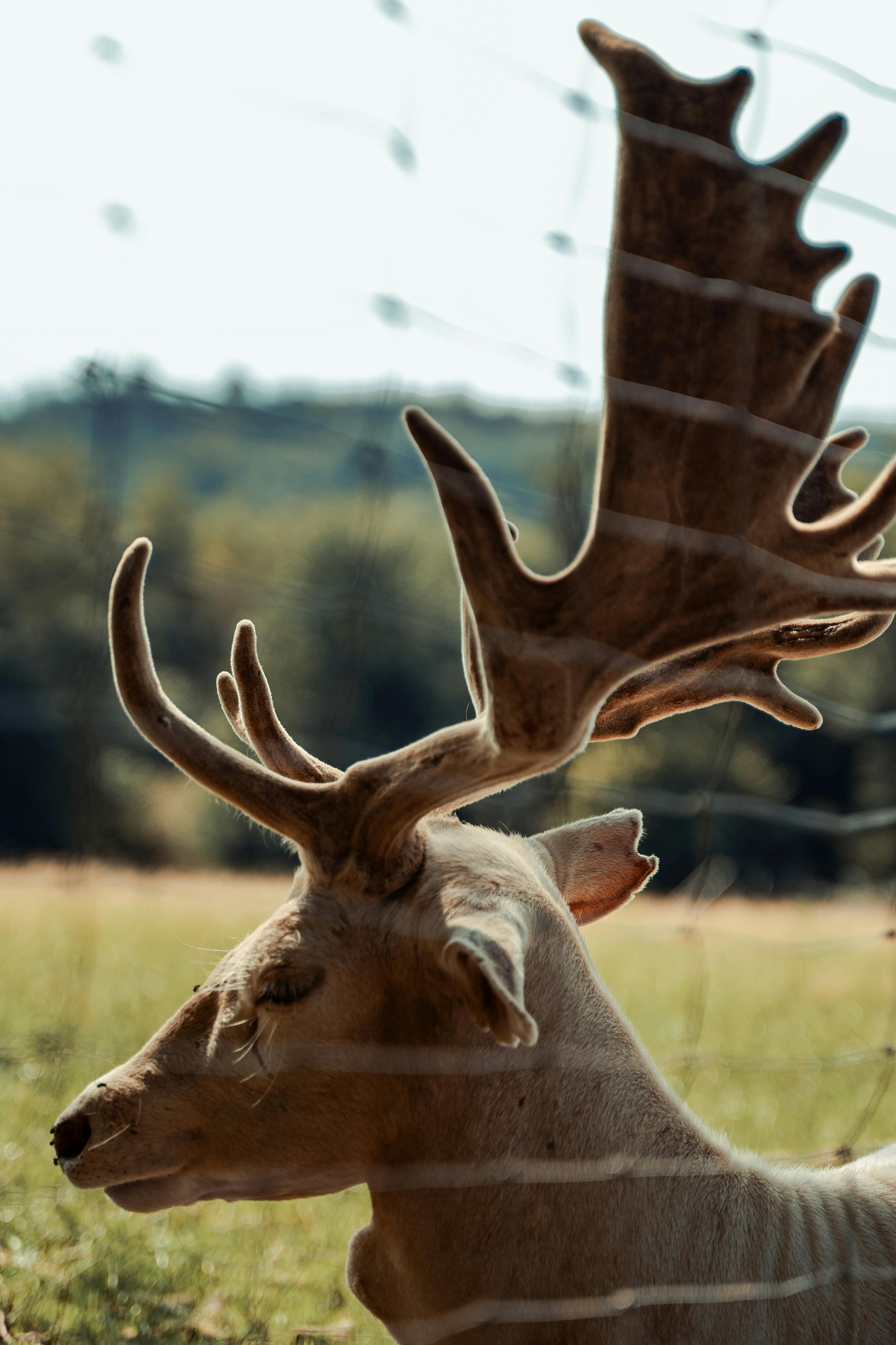 Close up of Deer Antlers · Free Stock Photo