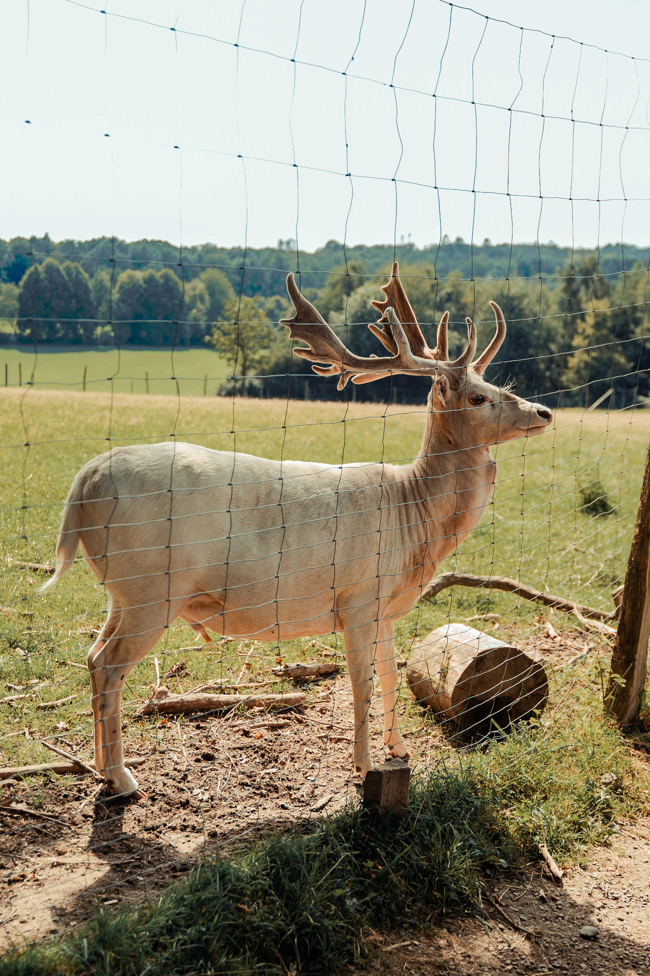 Albino Deer Behind Mesh Fence · Free Stock Photo