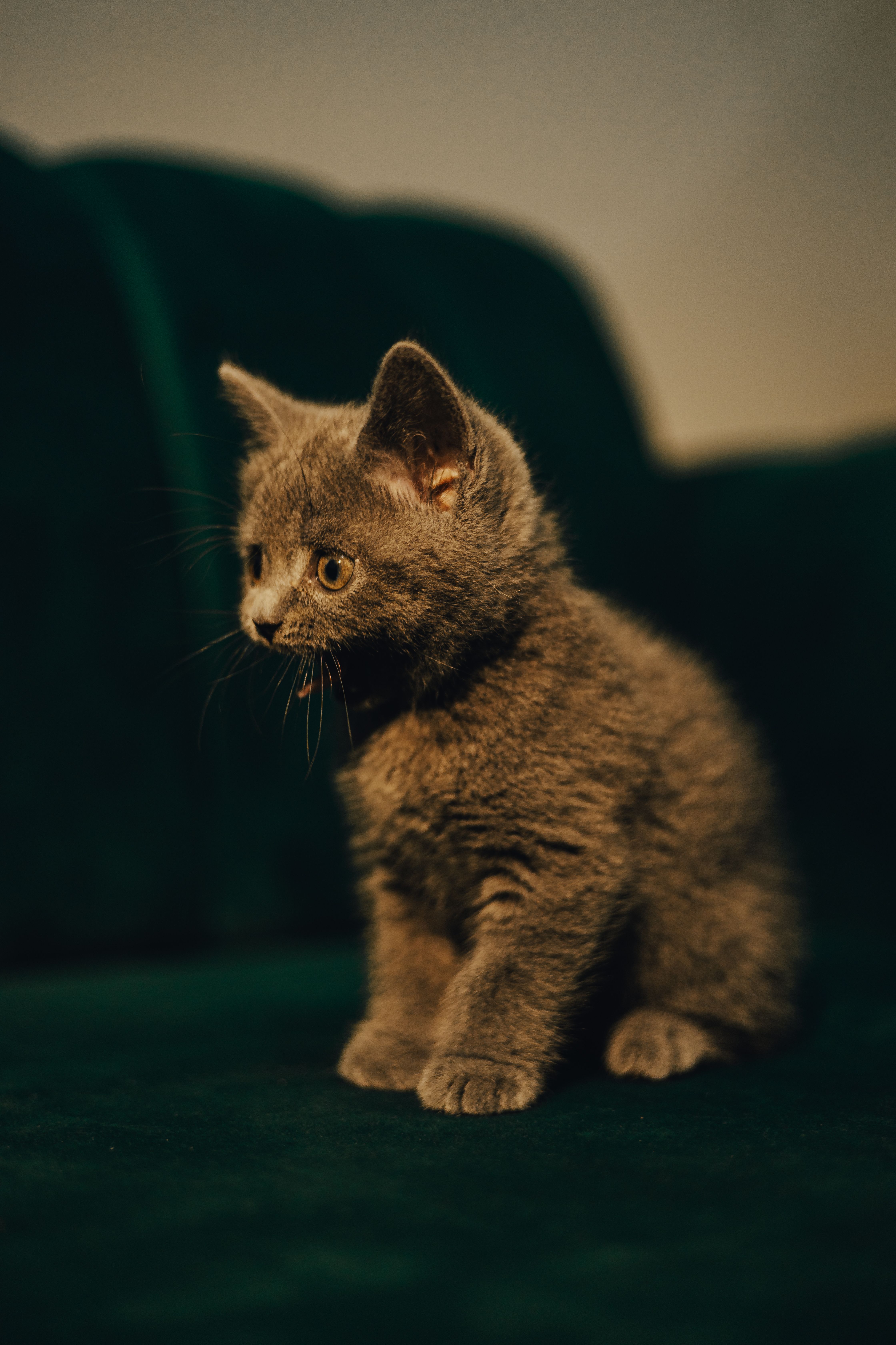 Cute Cat Peeking · Free Stock Photo