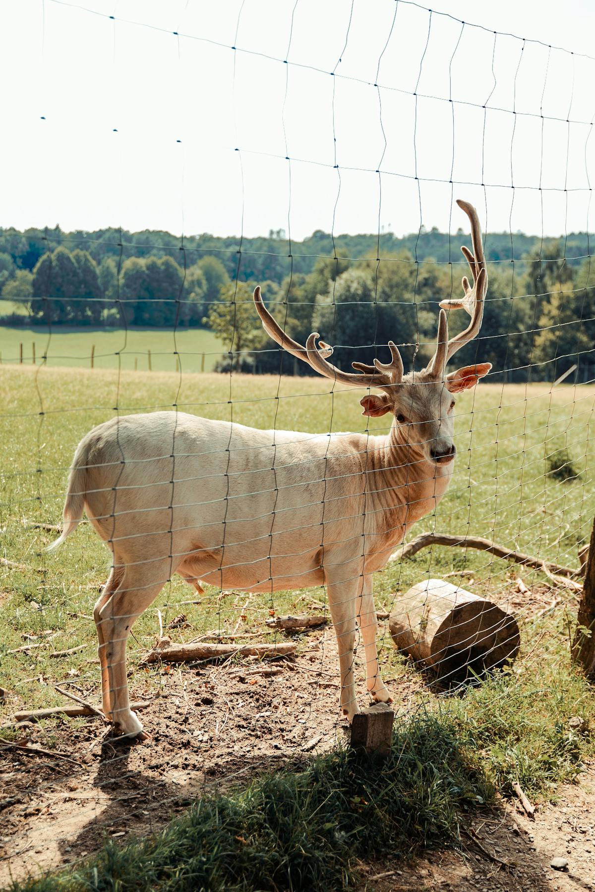 Buckshot Vs Slug For Deer Photos, Download The BEST Free Buckshot Vs ...