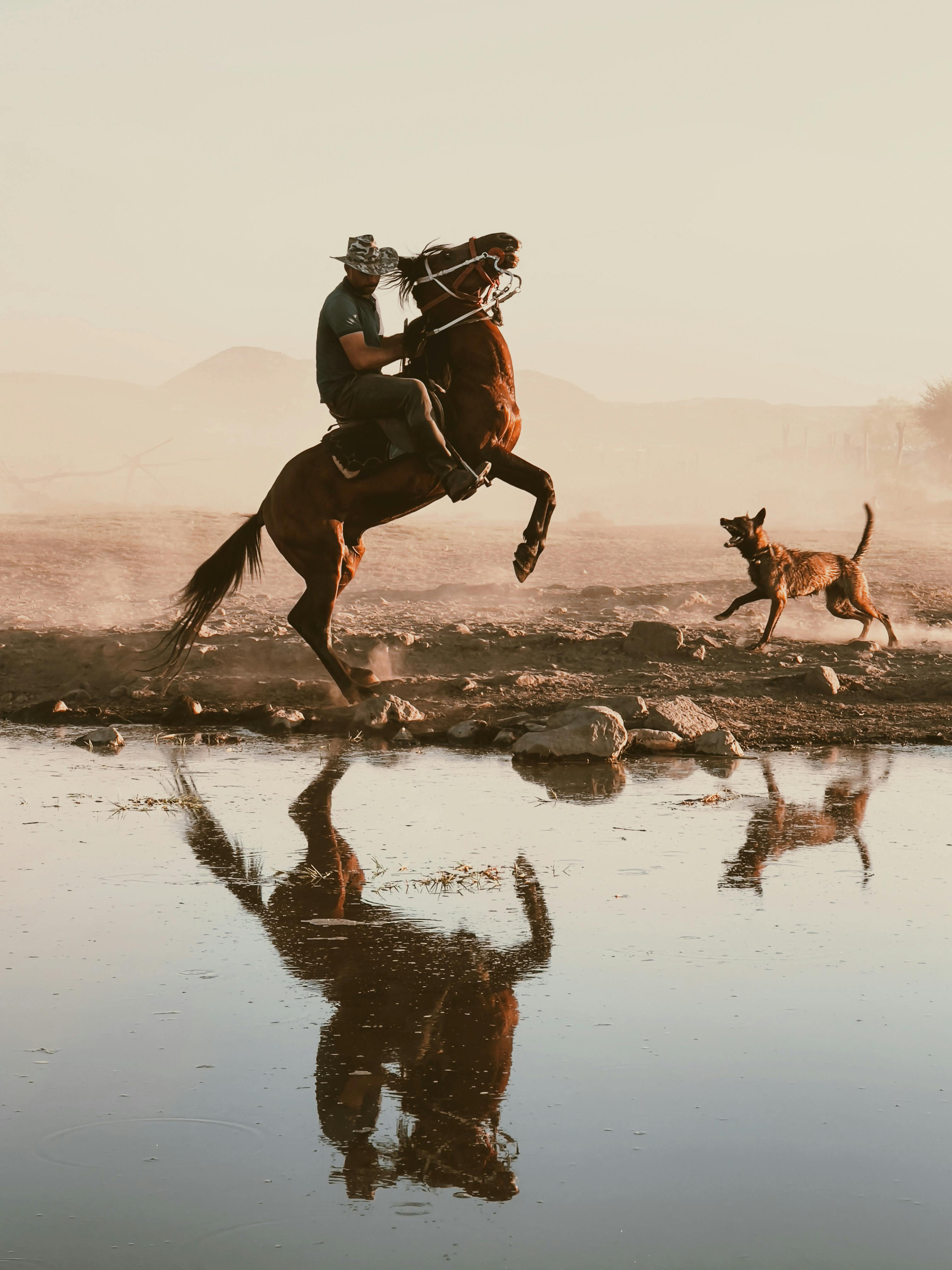 Man Riding a Horse at Sunset · Free Stock Photo