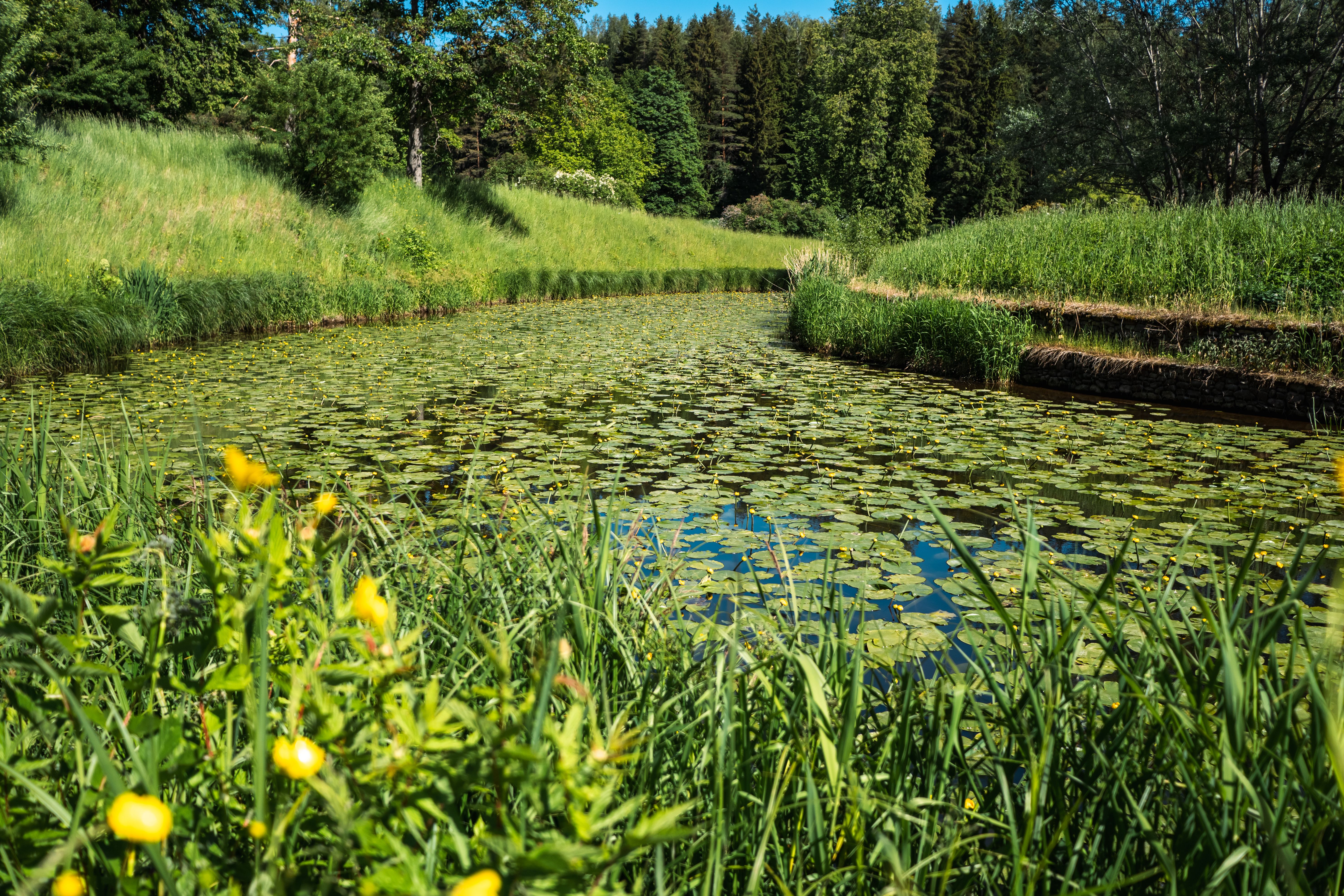 Leaves of Water Plant on Canal · Free Stock Photo