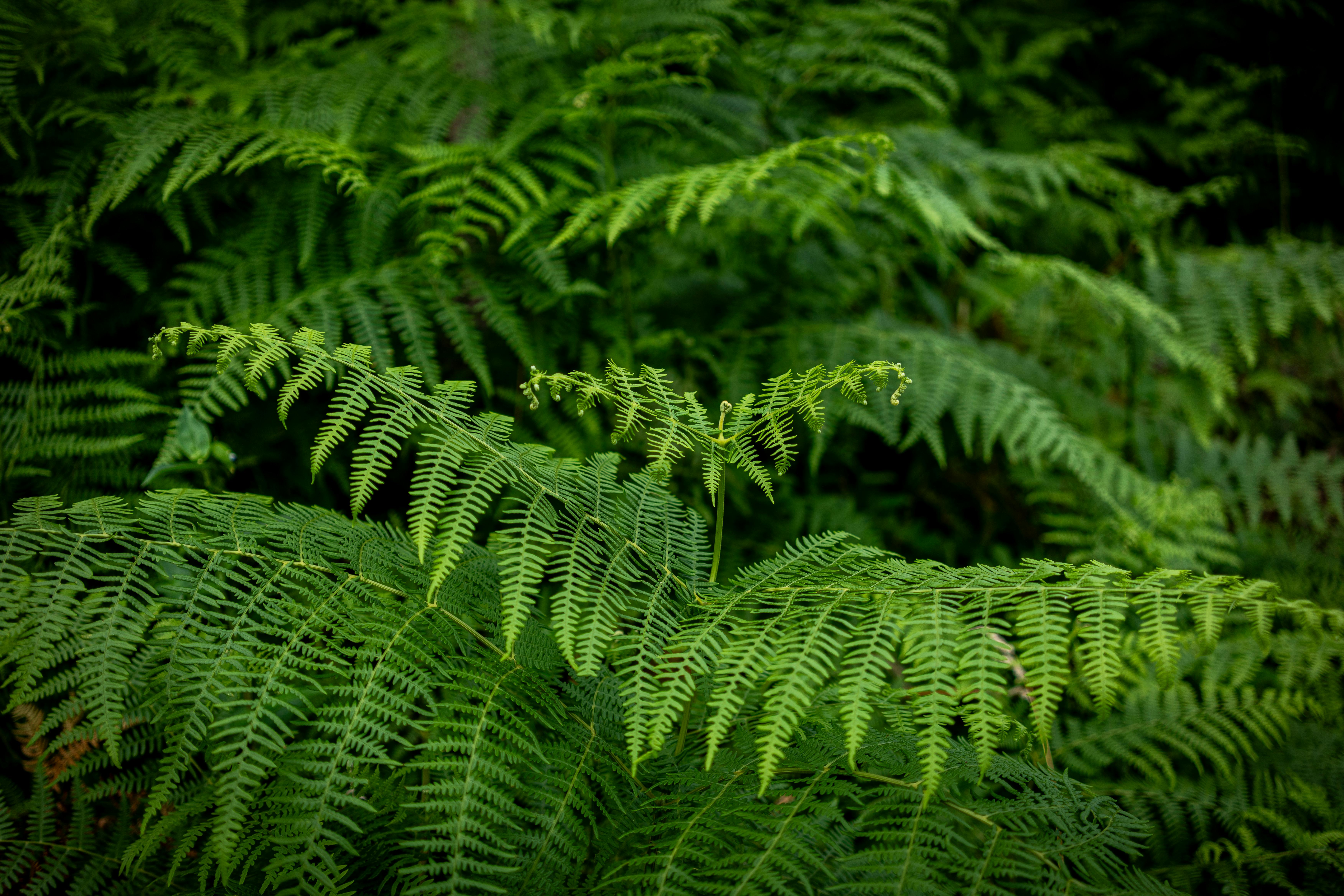 Fern · Free Stock Photo