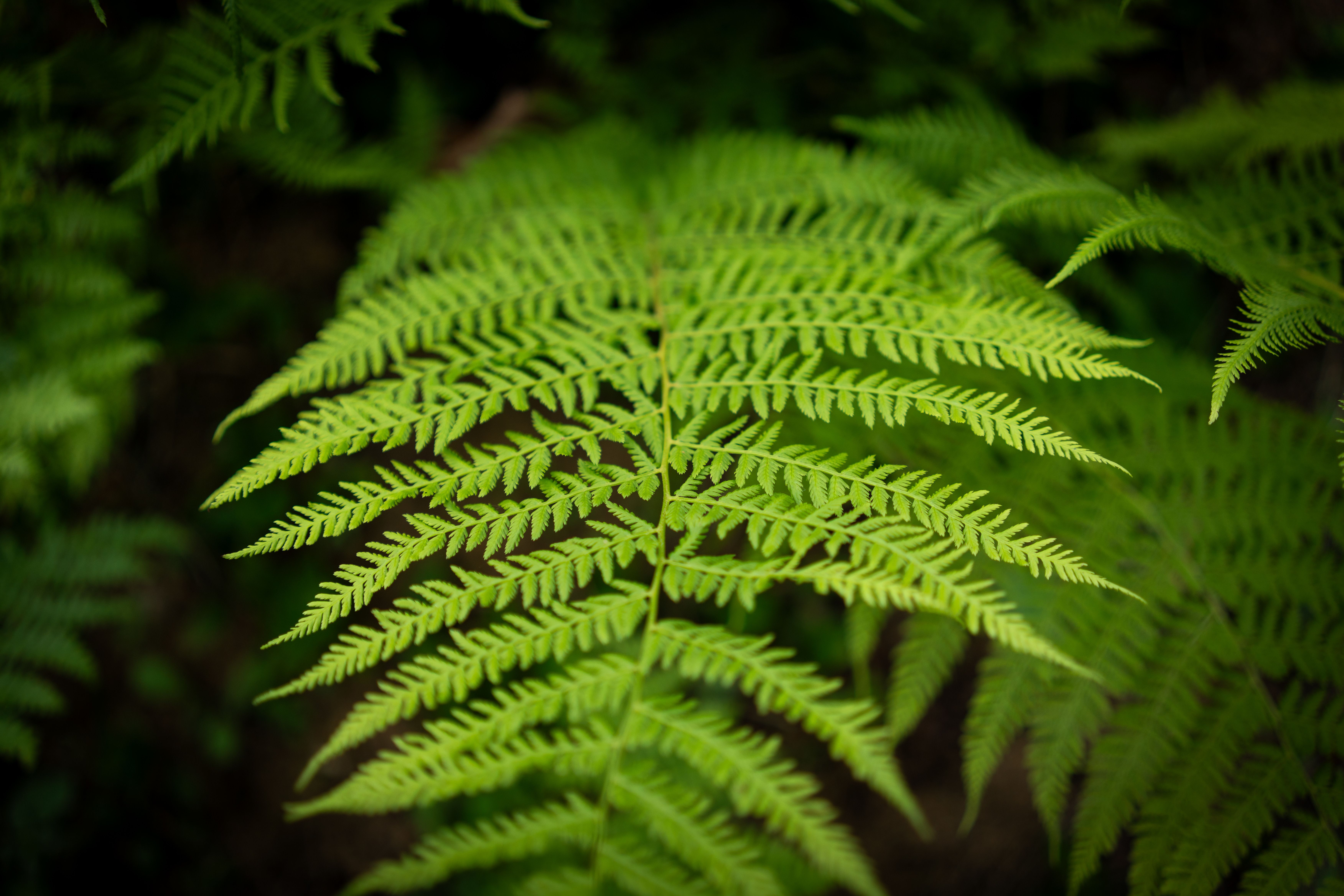 Fern Leves Photos, Download The BEST Free Fern Leves Stock Photos & HD ...