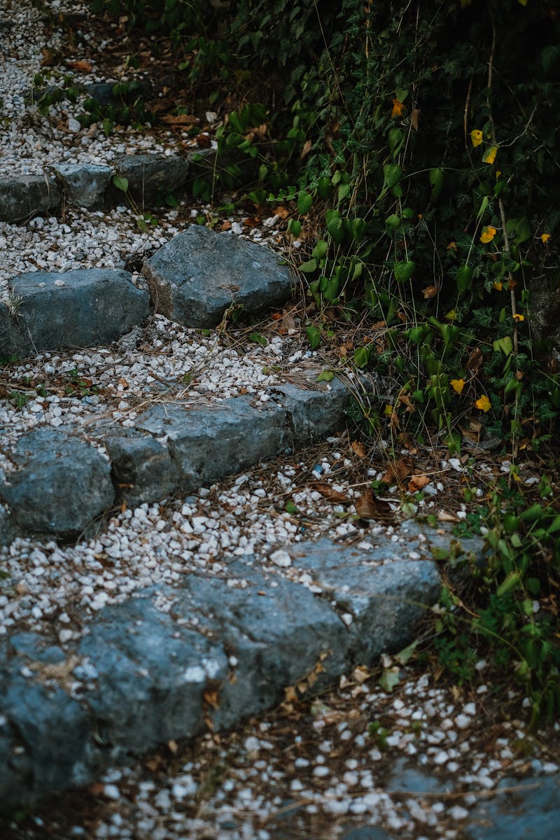 Stone Ivy Photos, Download The BEST Free Stone Ivy Stock Photos & HD Images