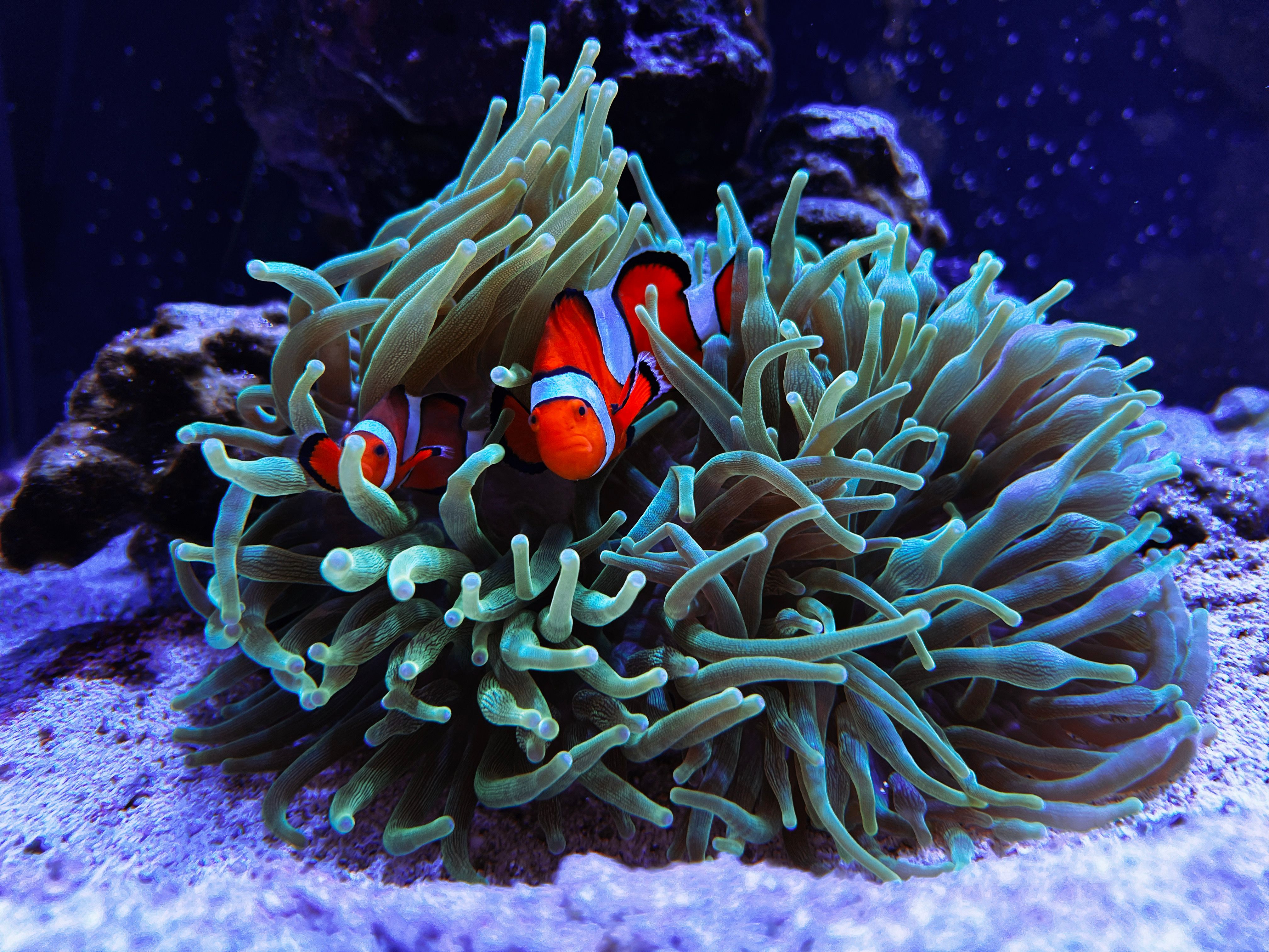 Hd Wallpaper See Photos, Download The BEST Free Hd Wallpaper See Stock ...