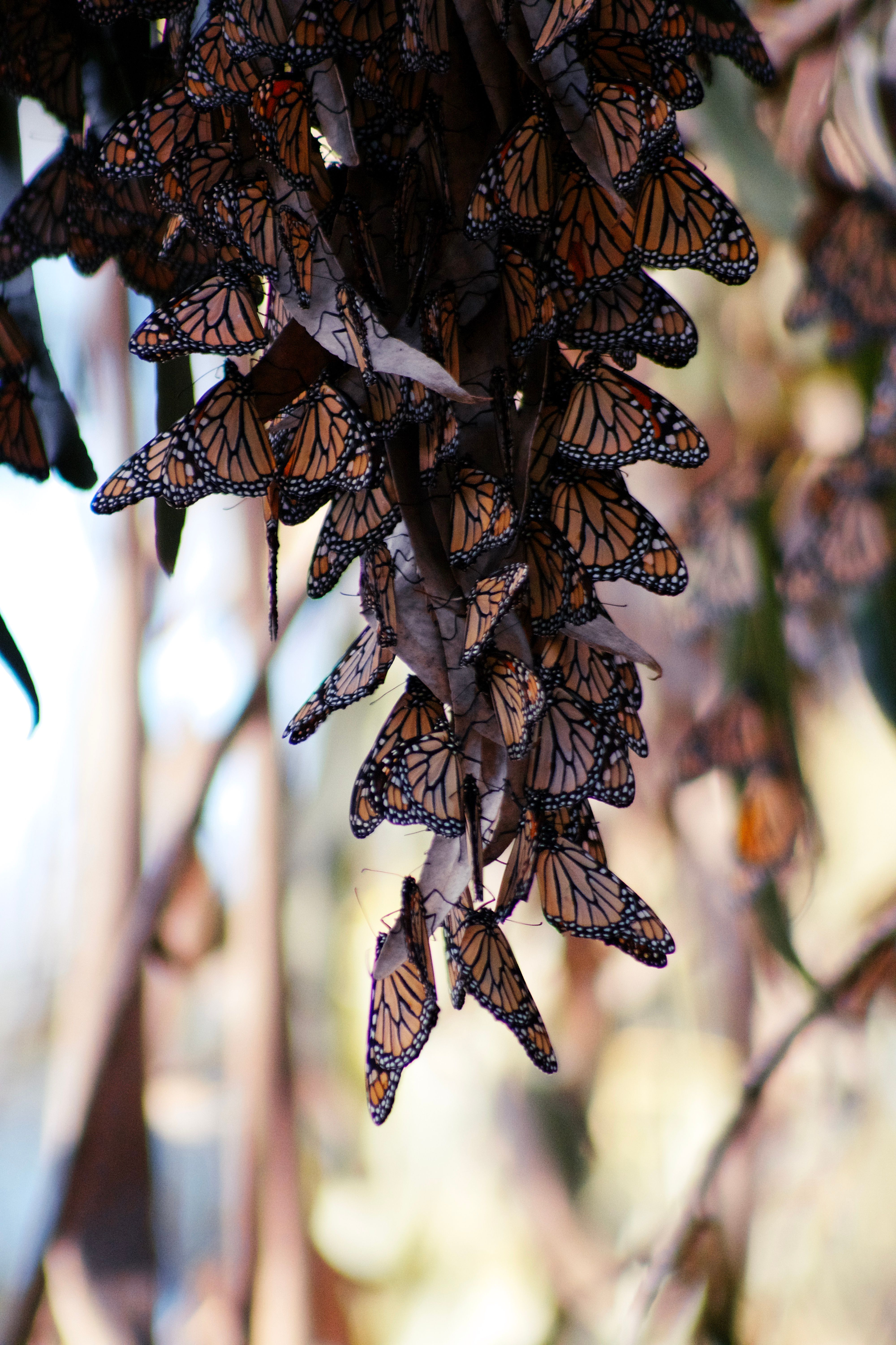 Butterflies 1920x1080 Photos, Download The BEST Free Butterflies ...