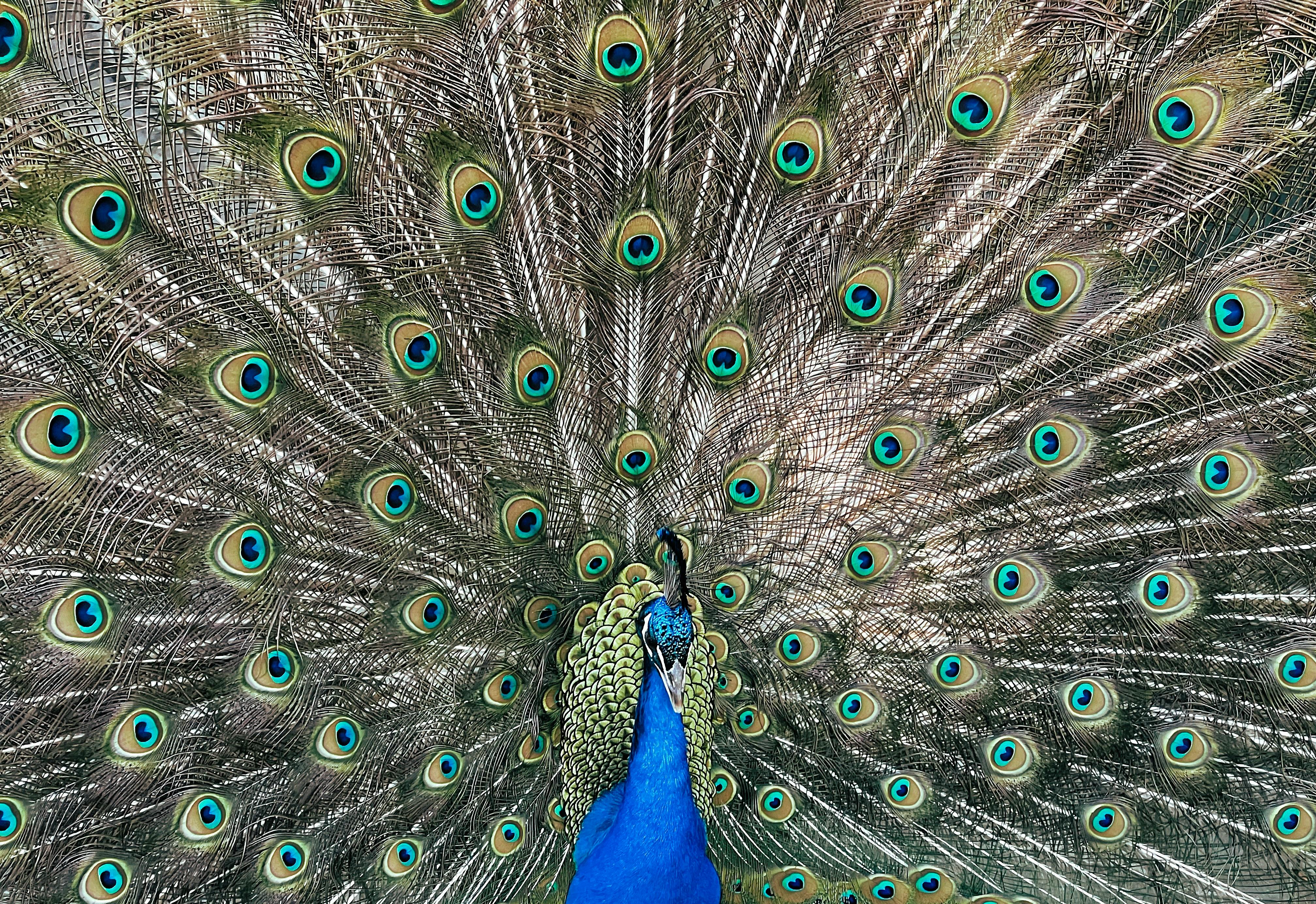 Beautiful Peacock with Spread Feathers · Free Stock Photo