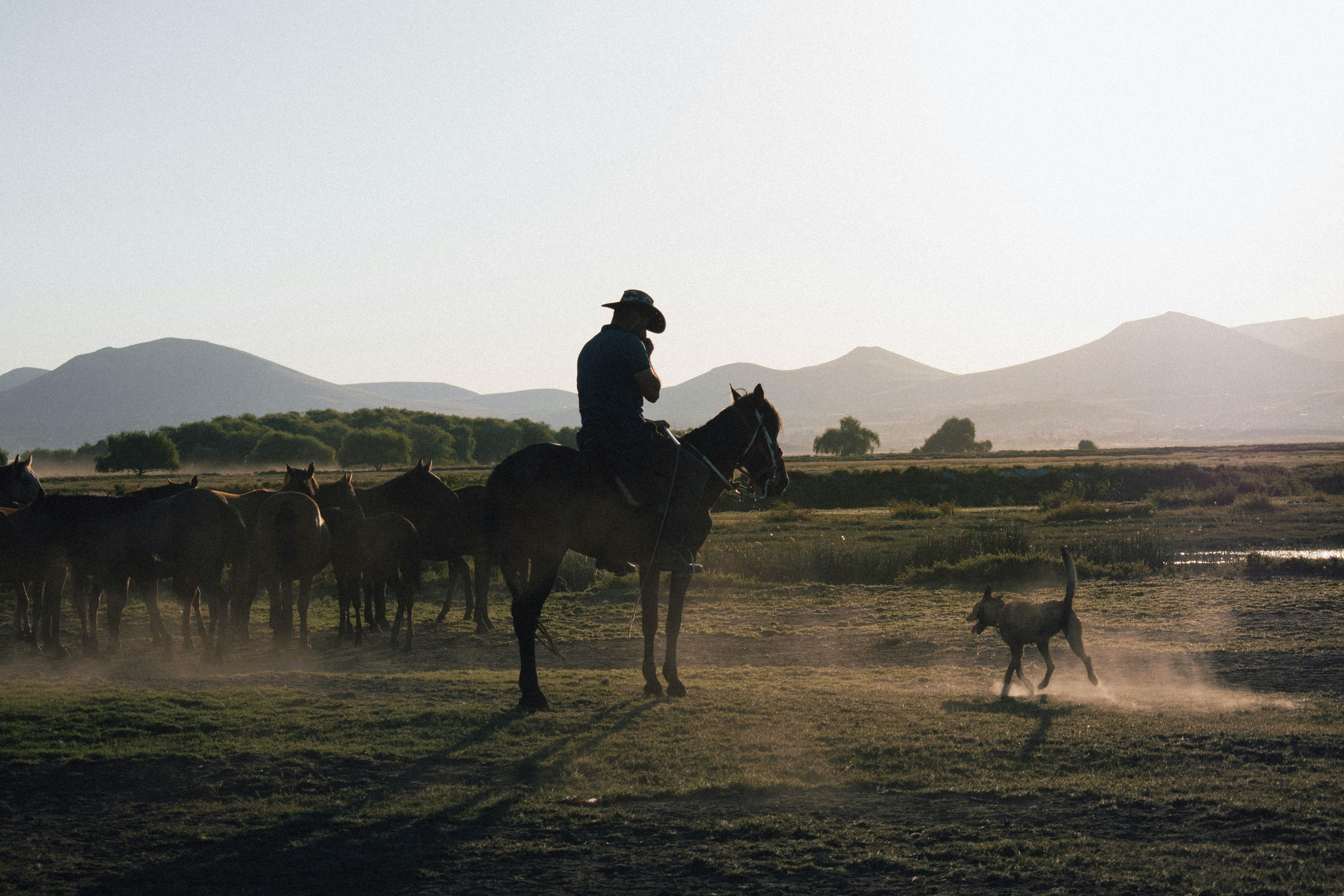 Man on White Horse Next to Dog on Grassy Field · Free Stock Photo