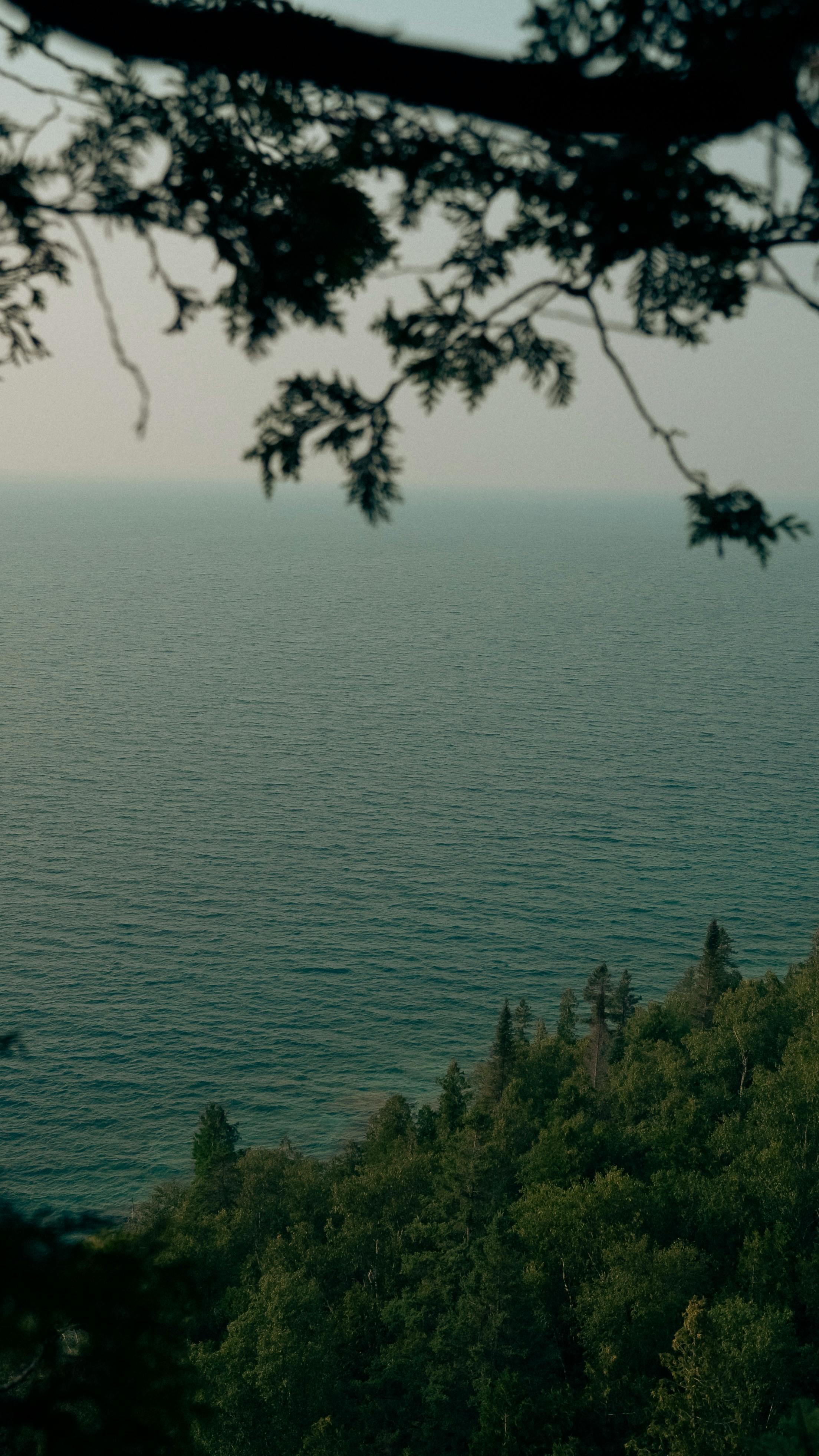 Forest by the Sea · Free Stock Photo