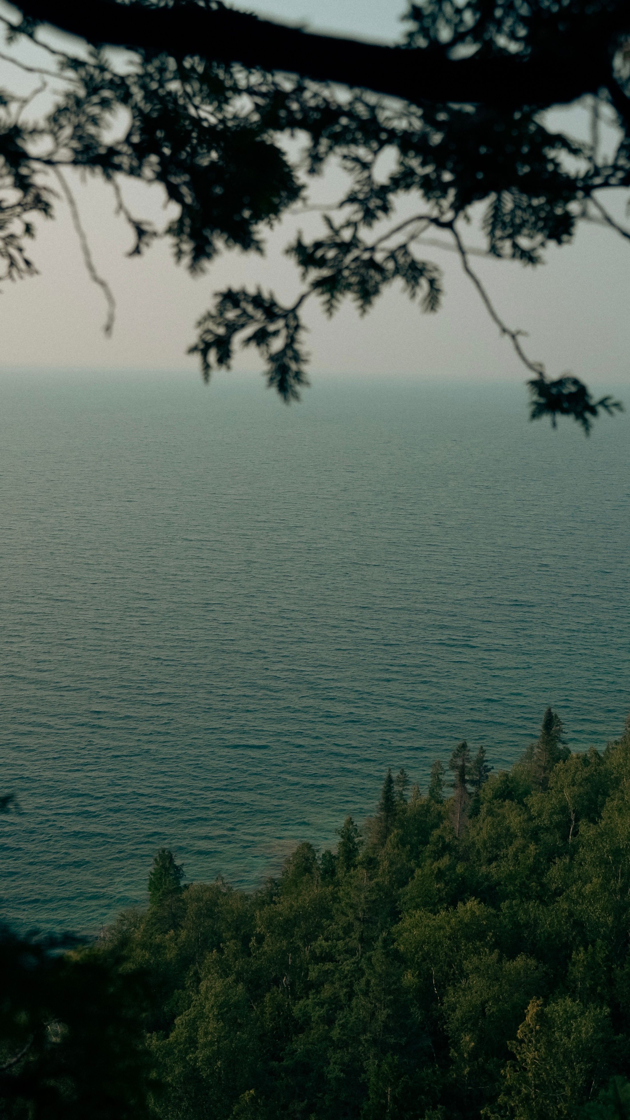 Forest by the Sea · Free Stock Photo