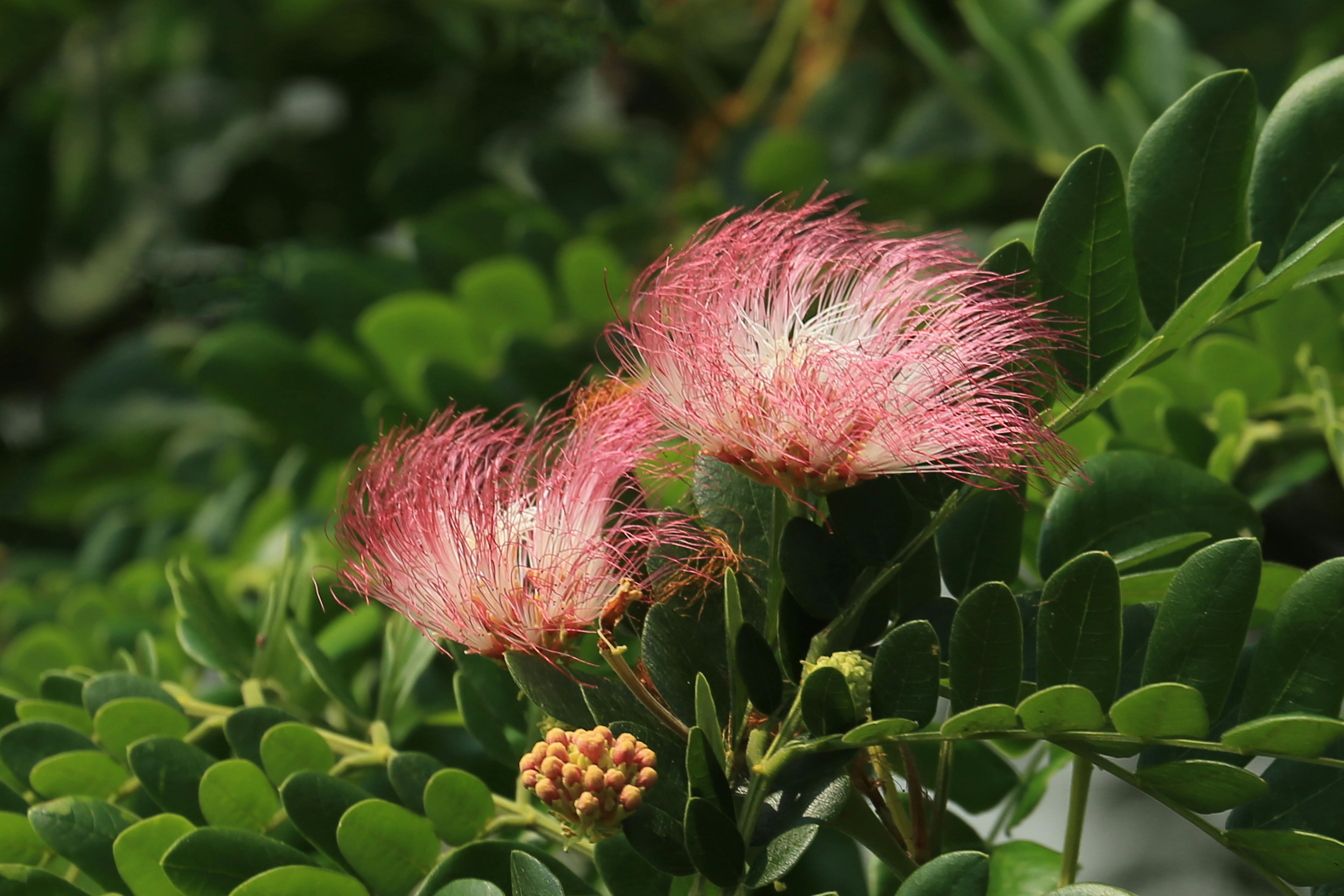 Close-up of Flowers of the Persian Silk Tree · Free Stock Photo