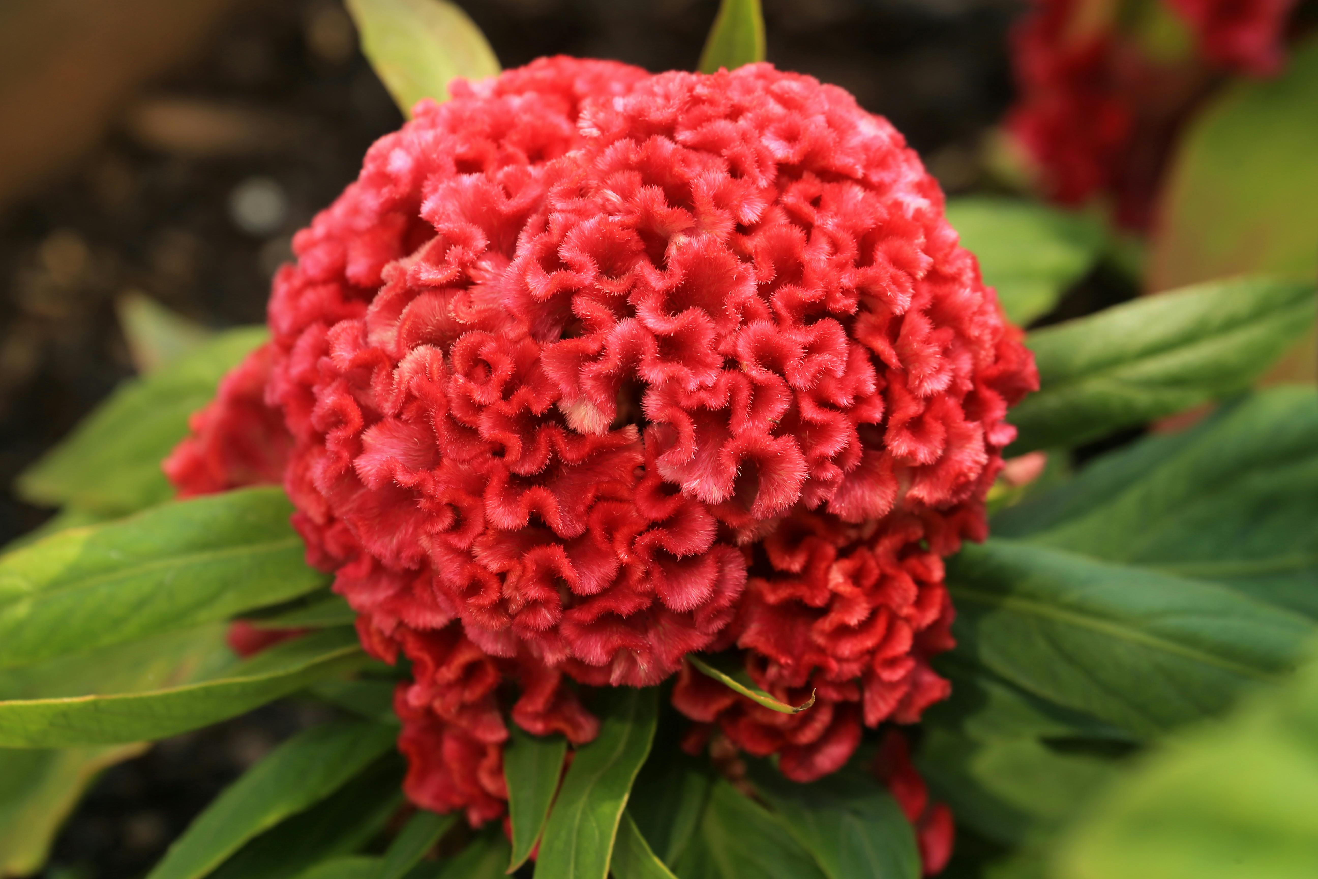 Close-up of a Red Cockscomb Flower · Free Stock Photo