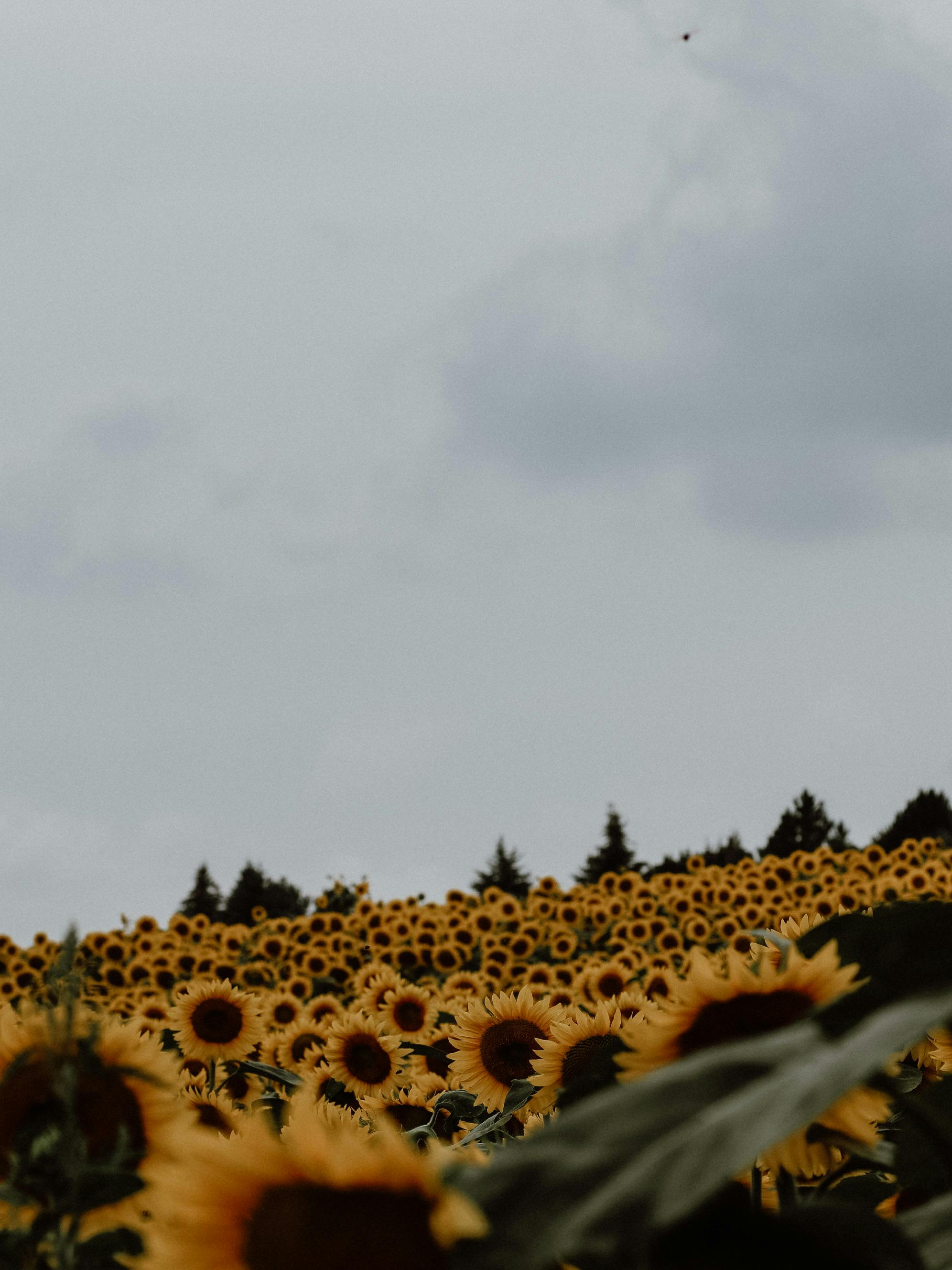 ②⑥向日葵 43 Photos & Videos Collected by CHUANG HAN