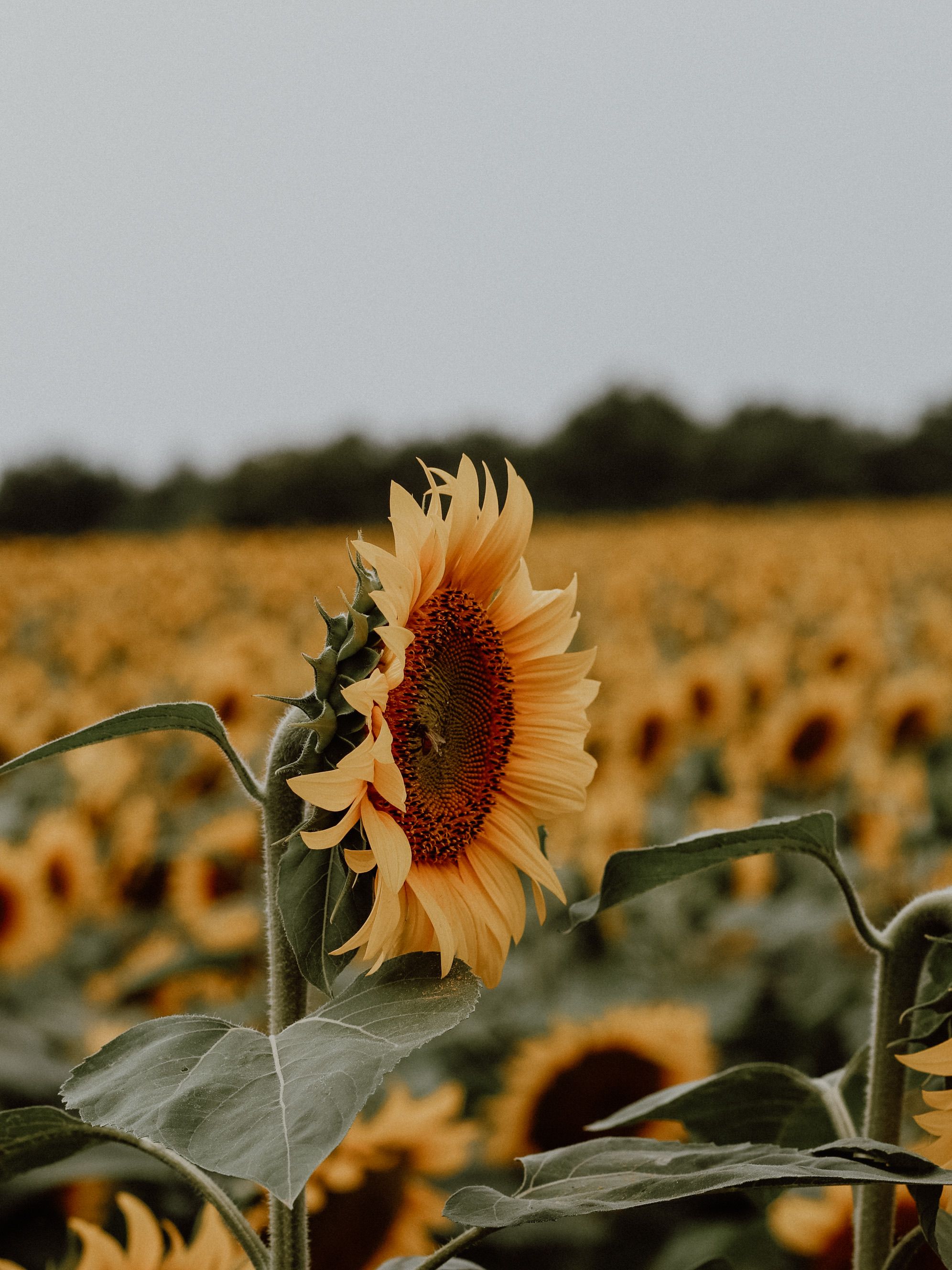 Yellow Vibes Photos, Download The BEST Free Yellow Vibes Stock Photos ...