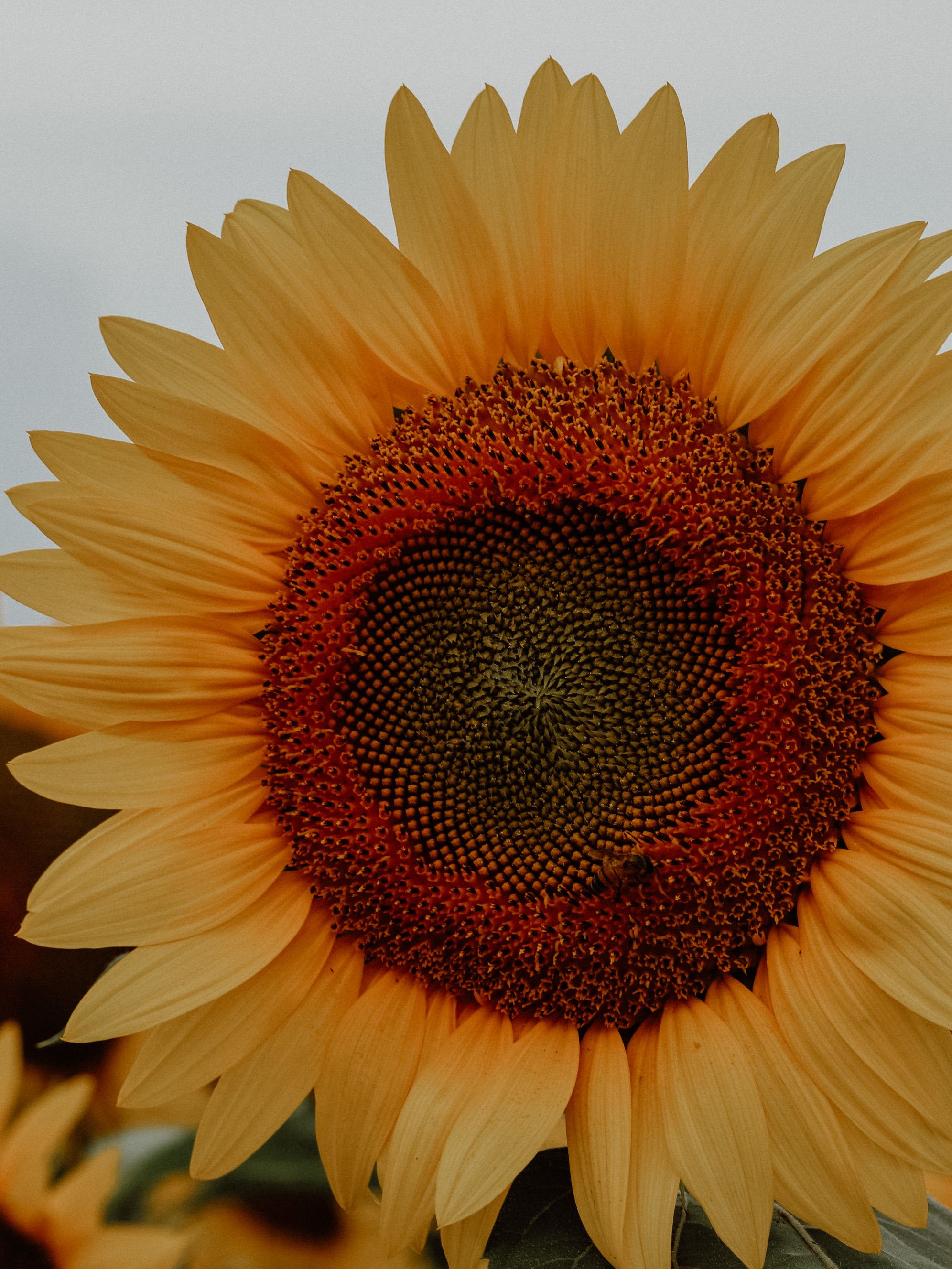Macro Photography of a Sunflower · Free Stock Photo