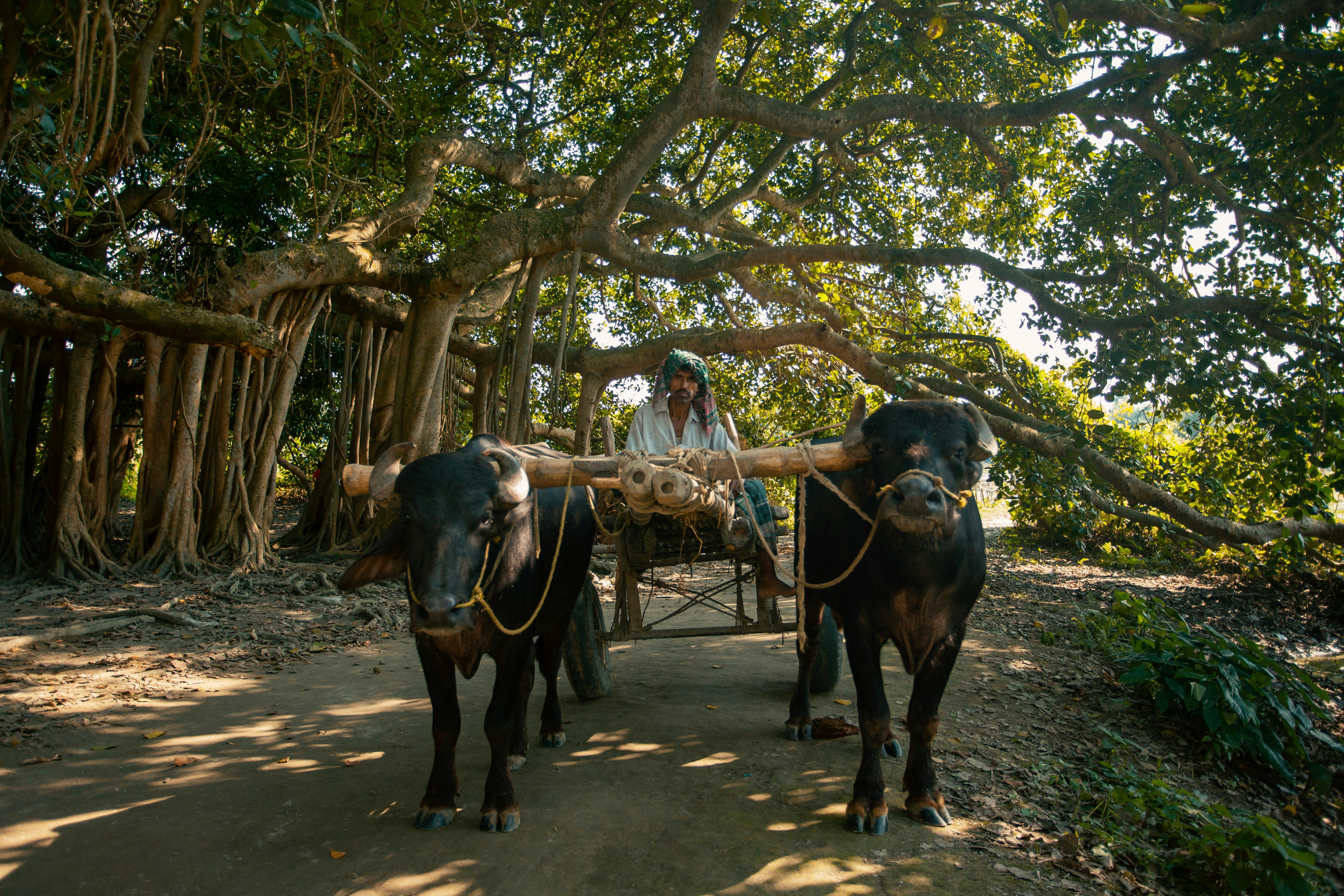 Man Riding on a Buffalo Cart on a Rural Road under Banyan Trees · Free ...