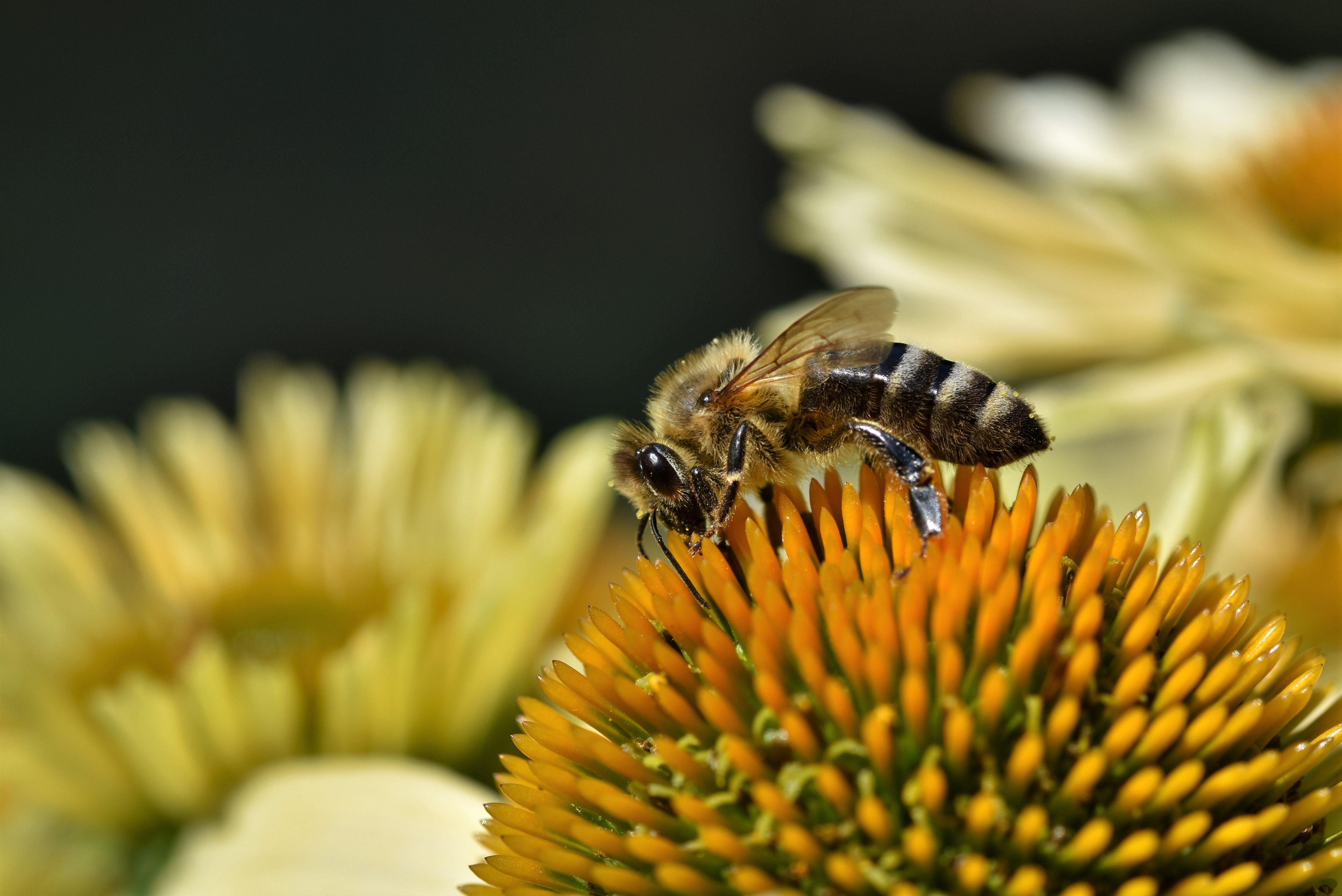 Close-up of a Bee on a Flower · Free Stock Photo