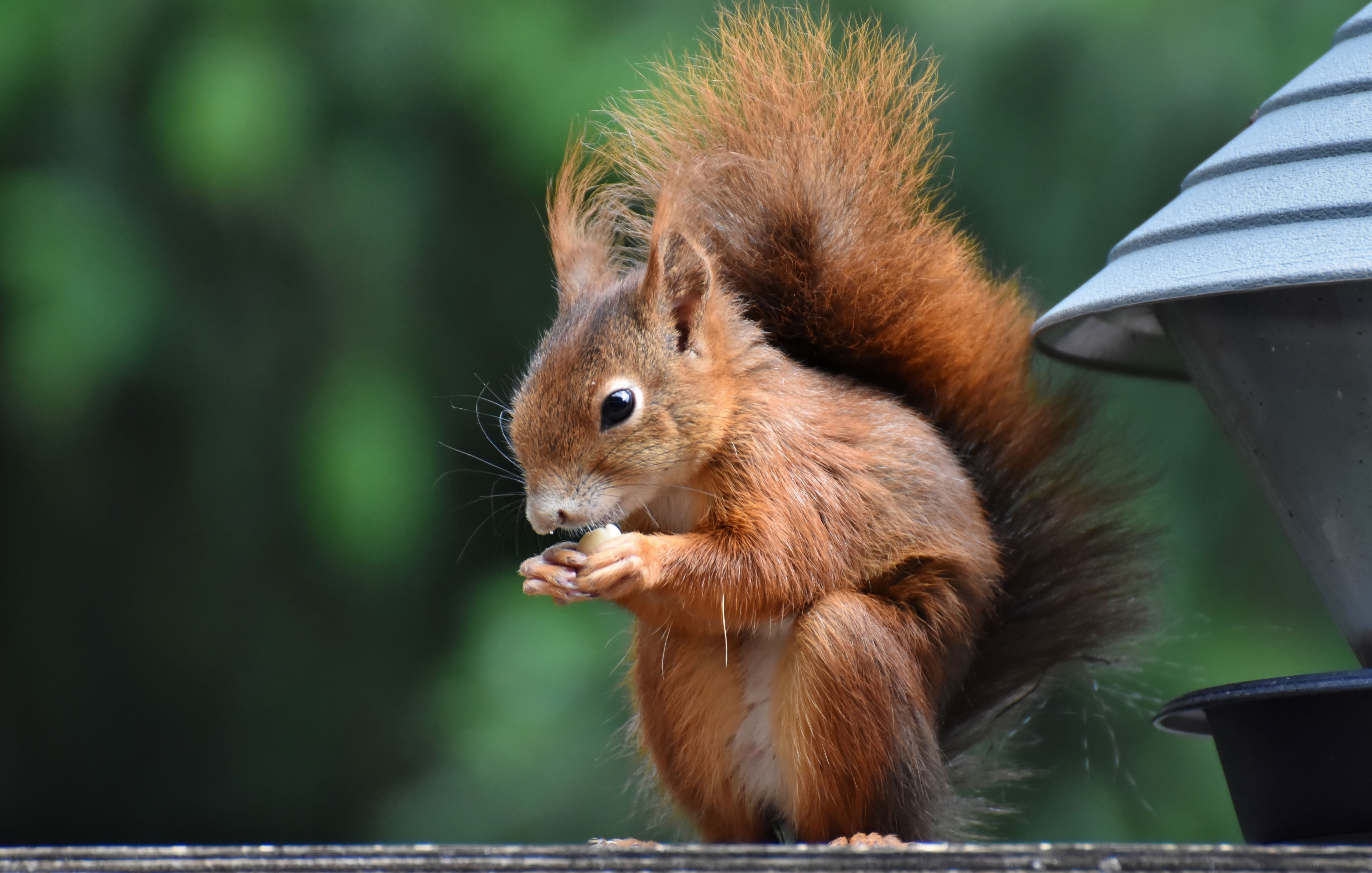 Red Squirrel Photos, Download The BEST Free Red Squirrel Stock Photos ...