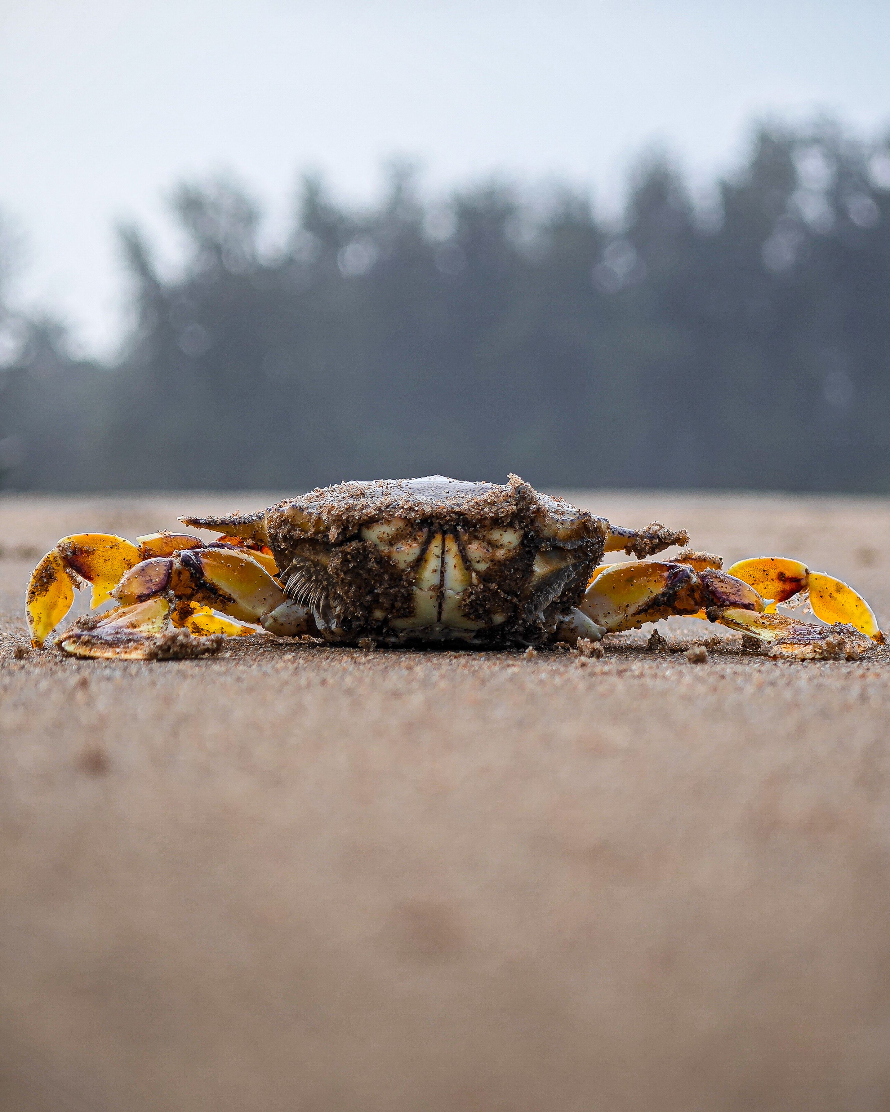 Close-up of a Crab on the Beach · Free Stock Photo